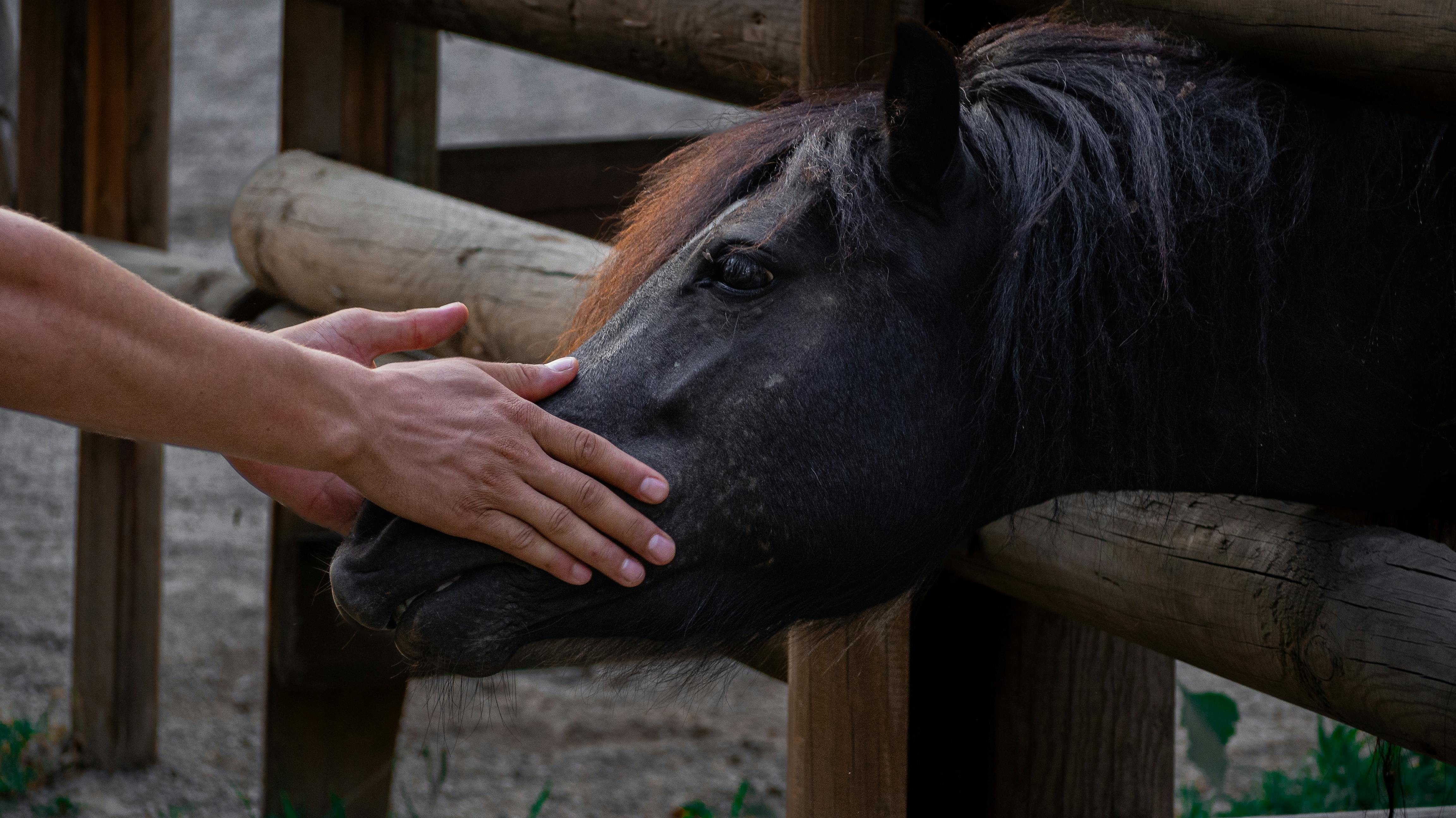 Hands Patting Horse Head · Free Stock Photo