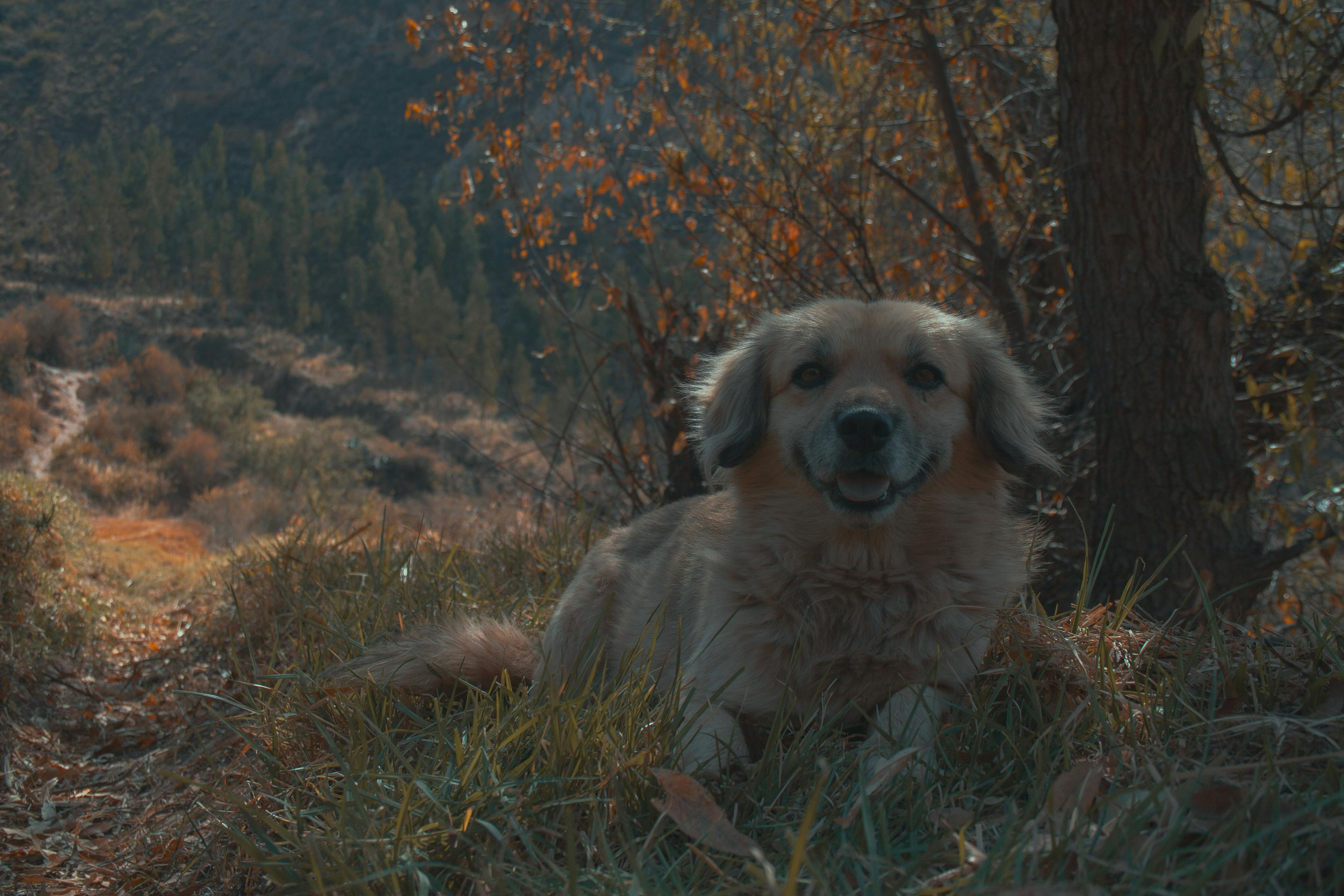 Dog Huh Photos, Download The BEST Free Dog Huh Stock Photos & HD Images