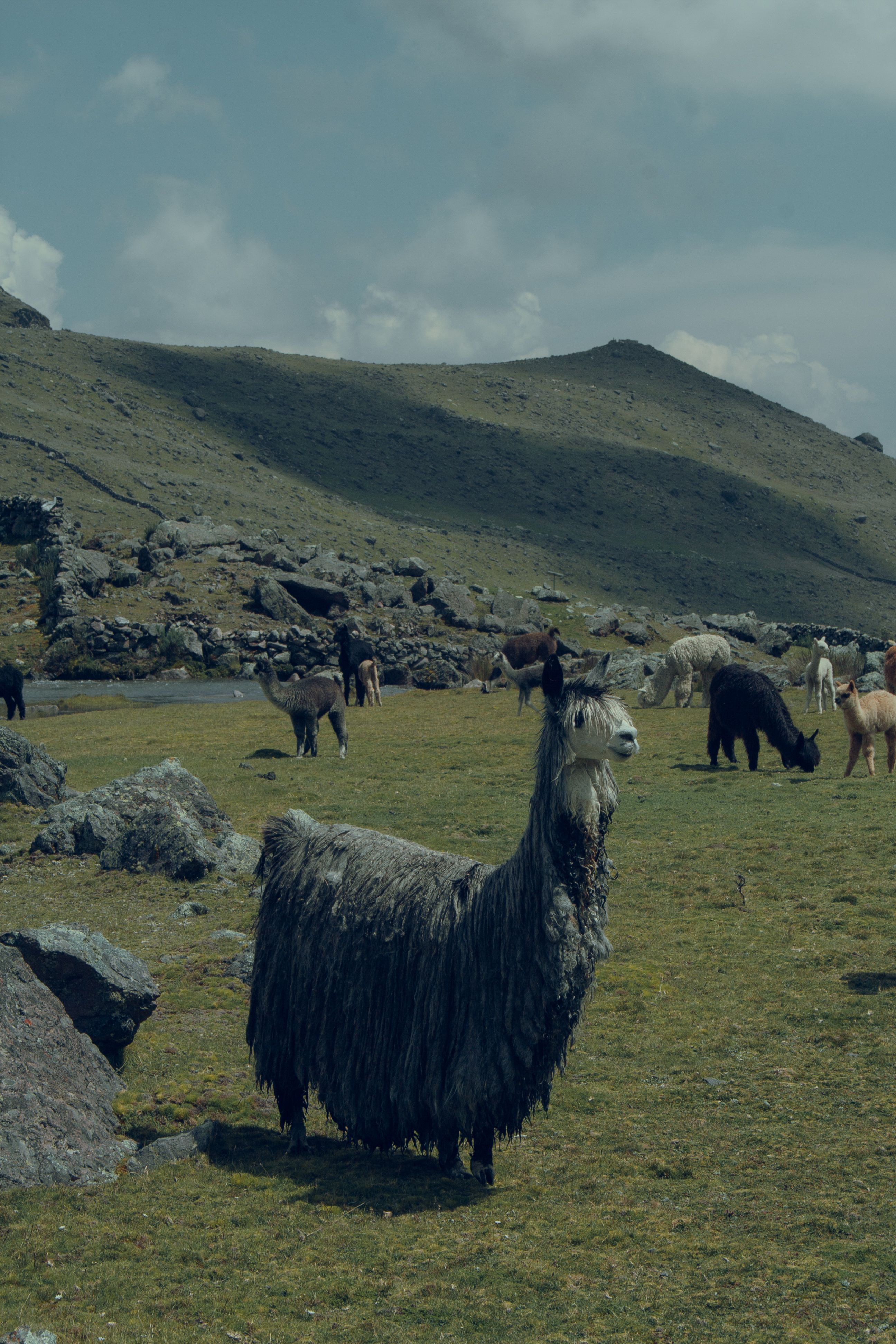 Alpacas En El Pasto · Foto de stock gratuita