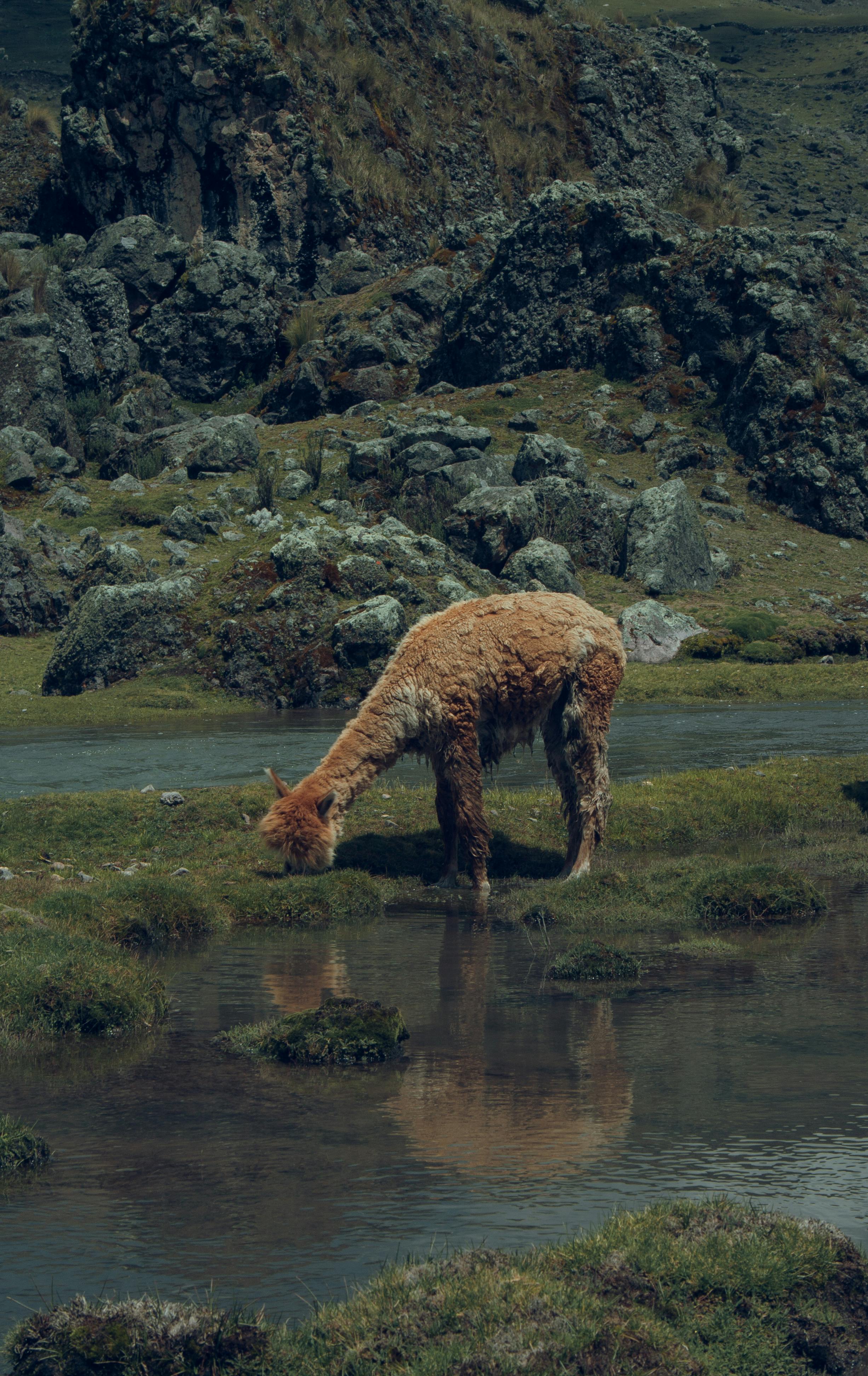 Photo Of An Animal · Free Stock Photo