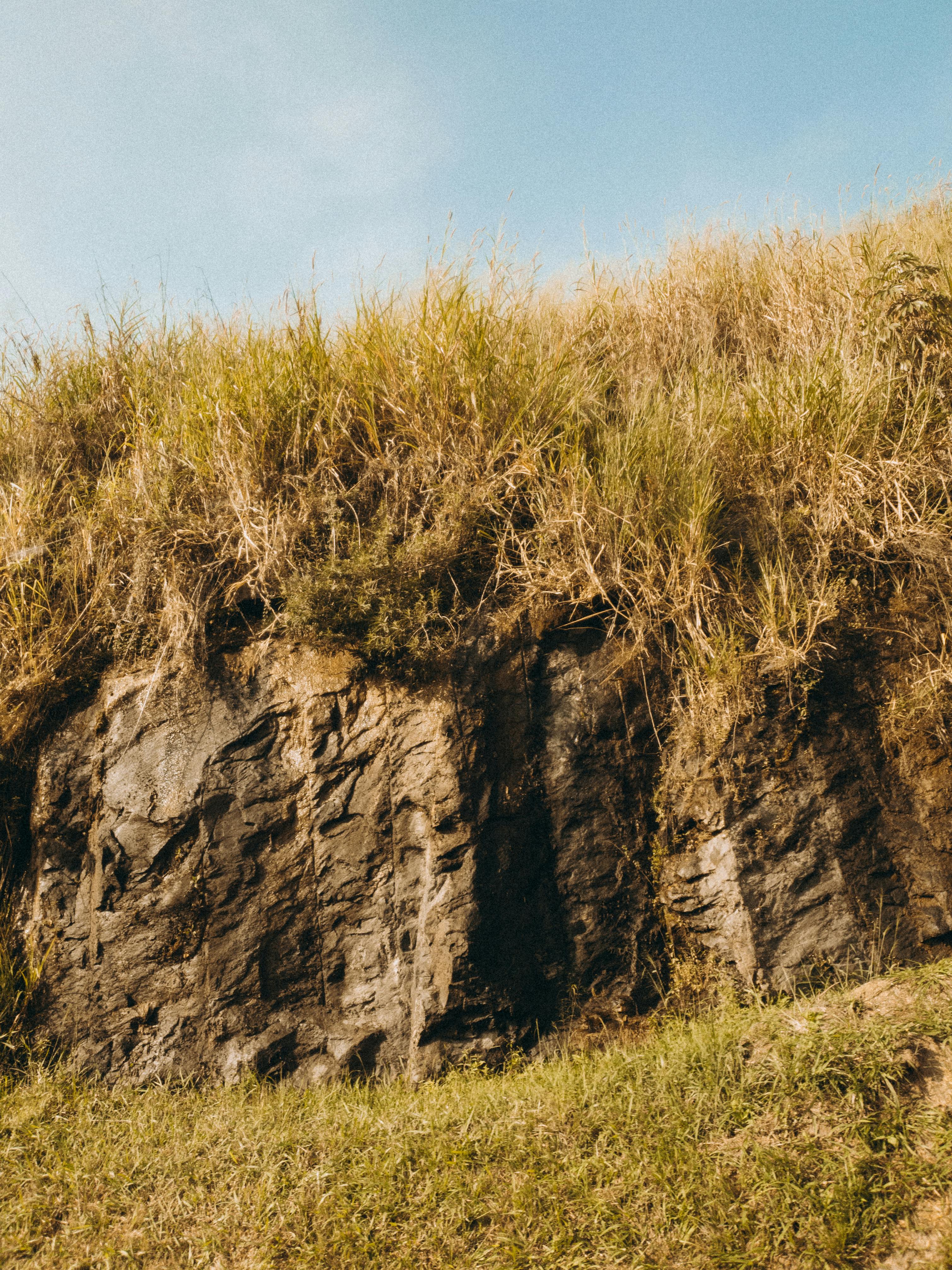 Grass on Rock · Free Stock Photo