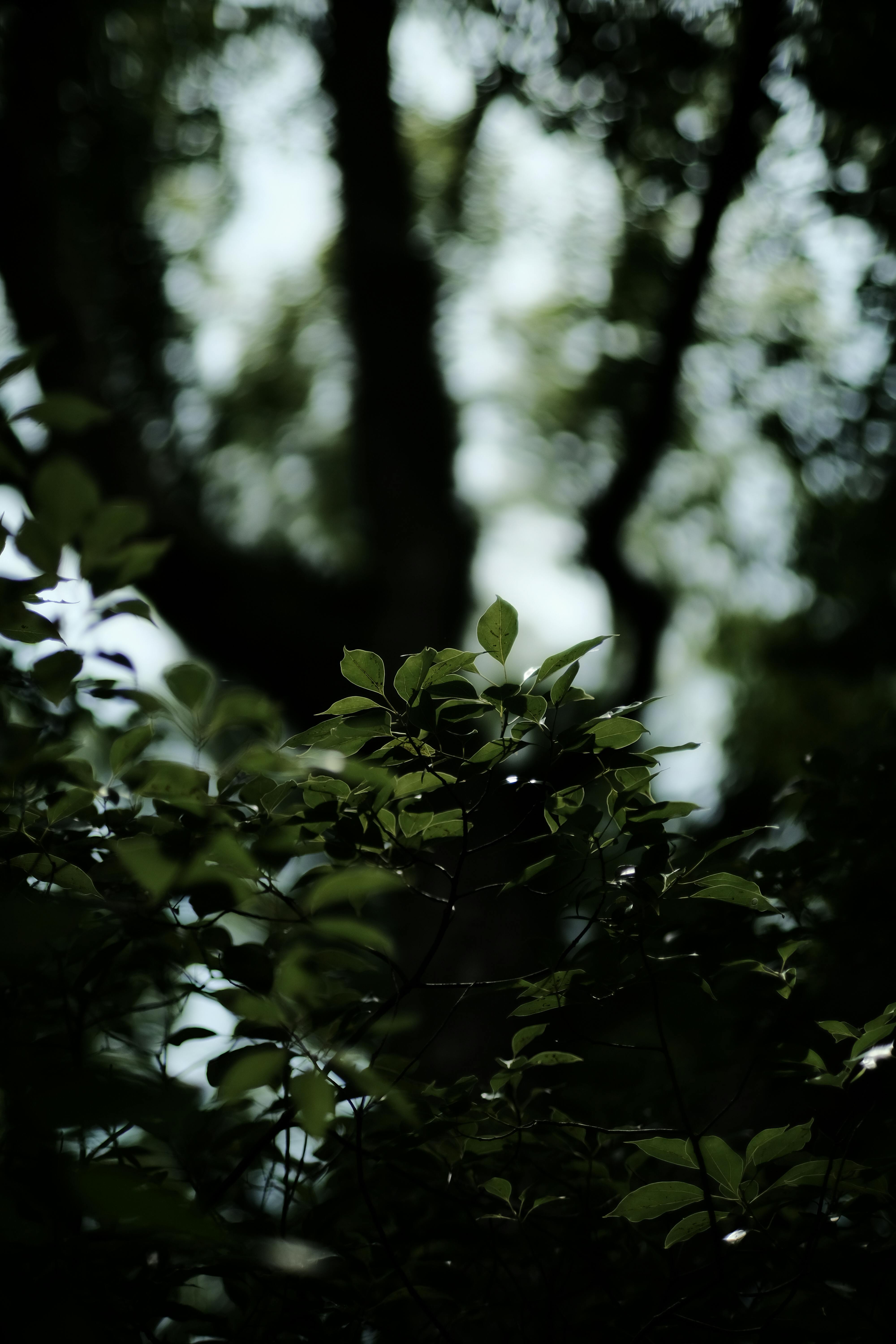 Vanilla Pattern Photos, Download The BEST Free Vanilla Pattern Stock ...