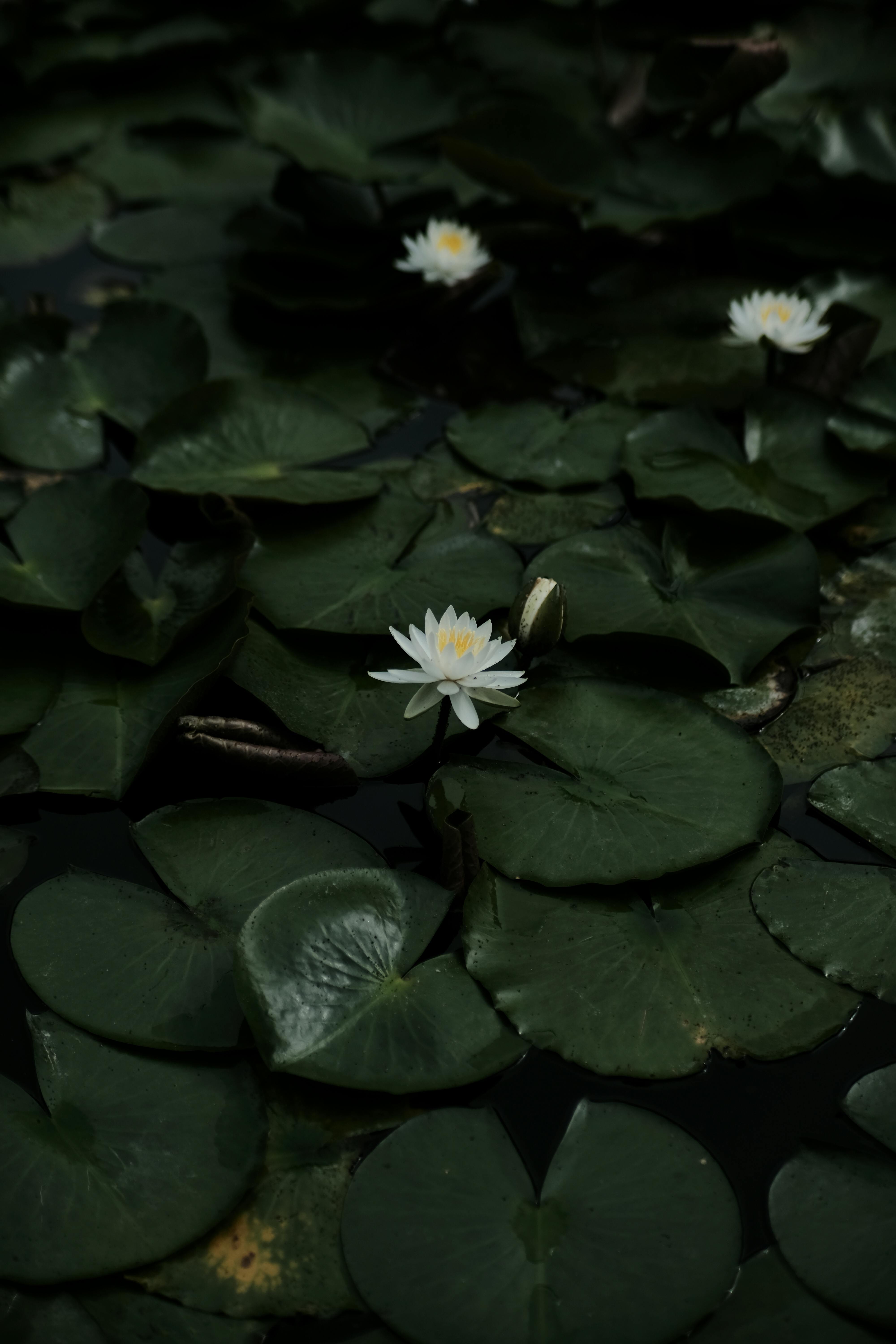 Green Leaves Floating on Body of Water · Free Stock Photo