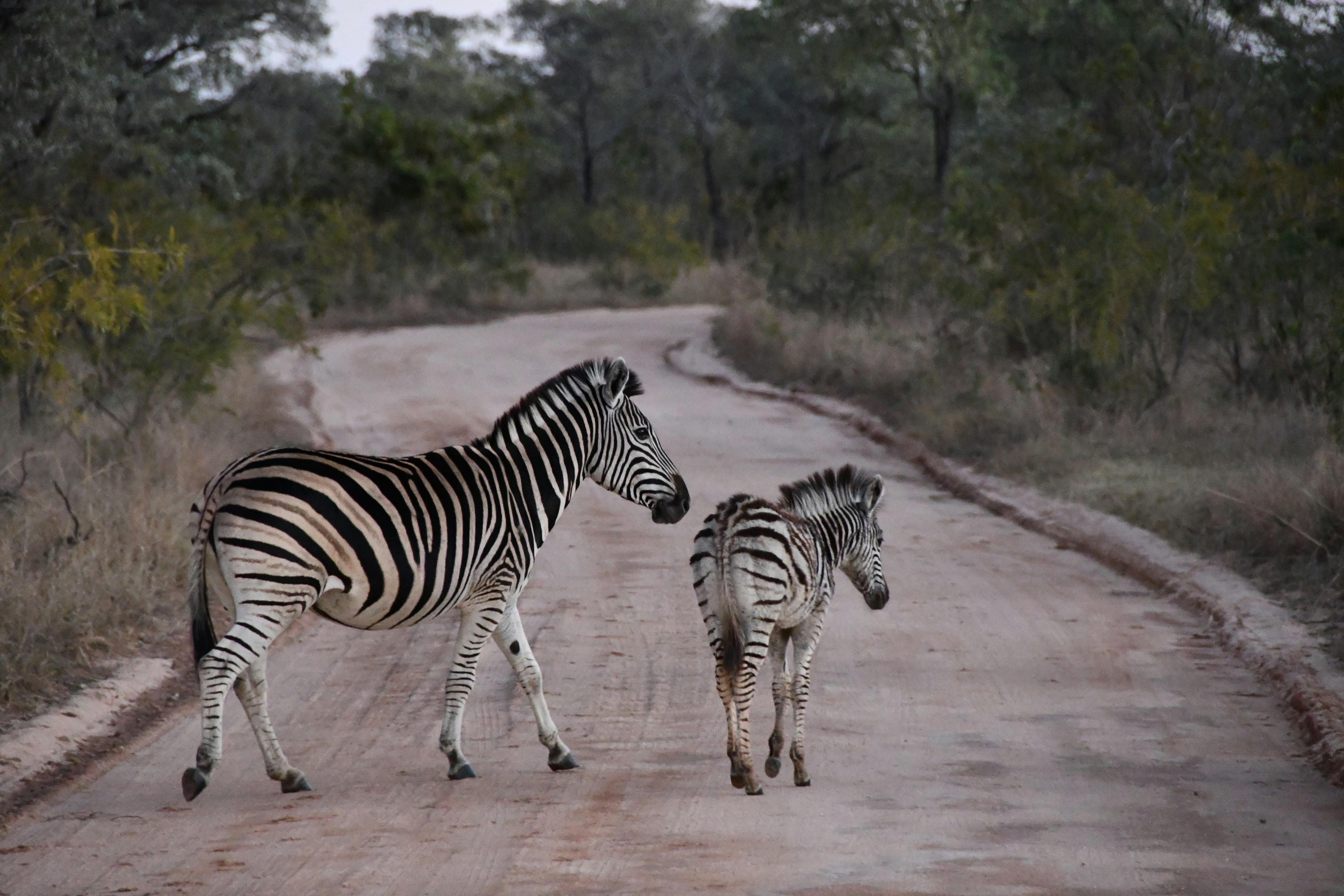 Photo of Zebra Crossing on Dirt Road · Free Stock Photo