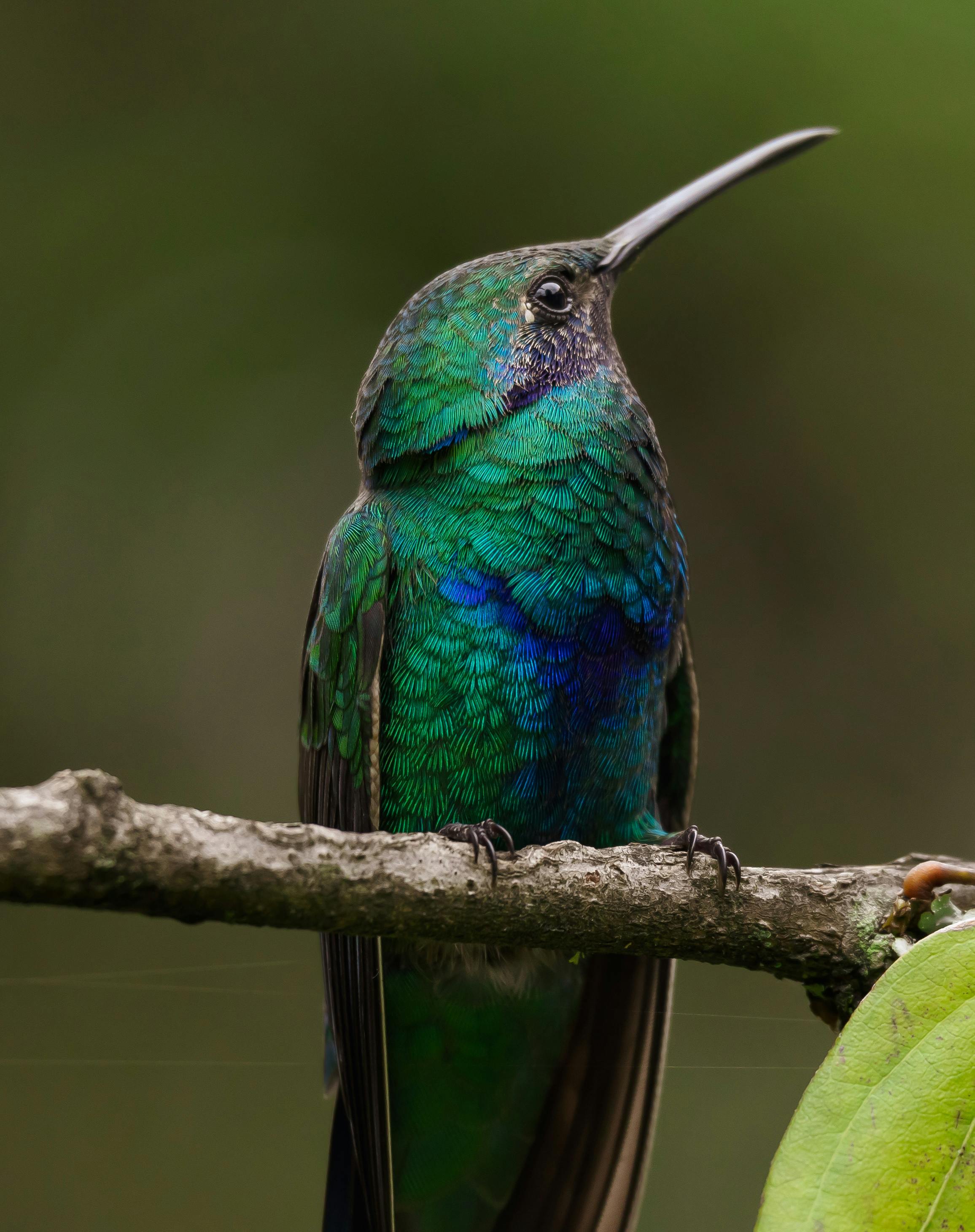 A Humming Bird Perched on a String Light · Free Stock Photo