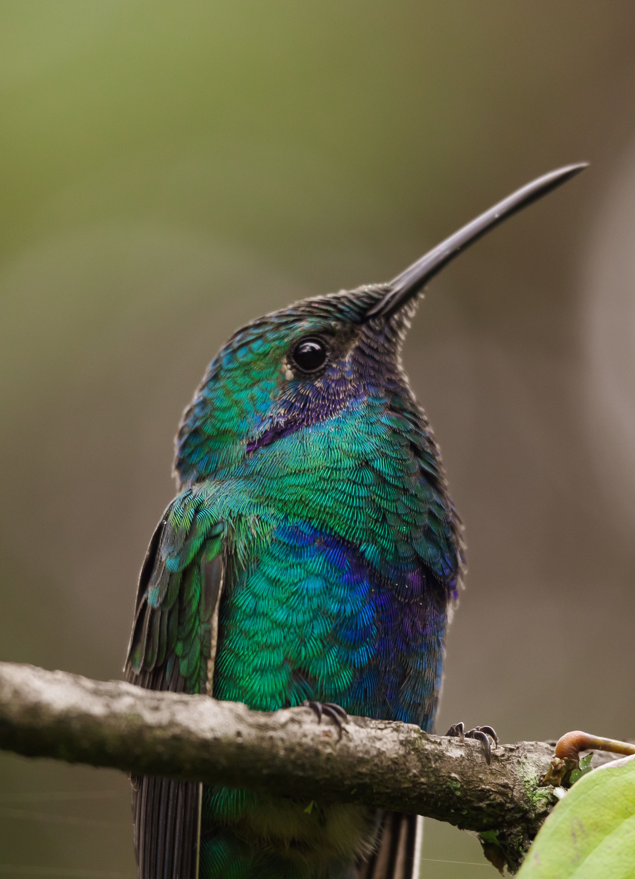 Side View of a Small Hummingbird Sitting on a Branch · Free Stock Photo