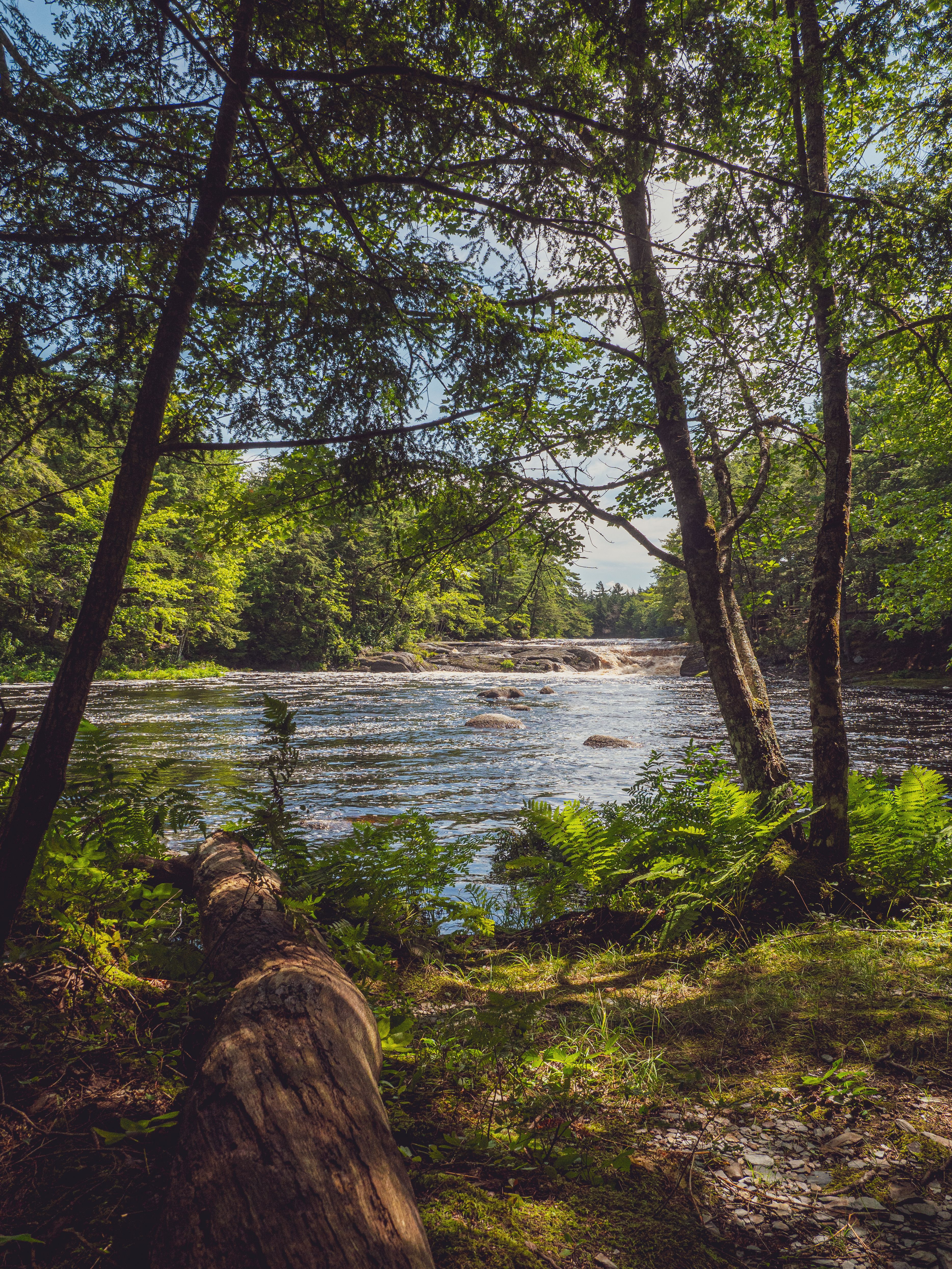 Wide River Seen from Forest · Free Stock Photo