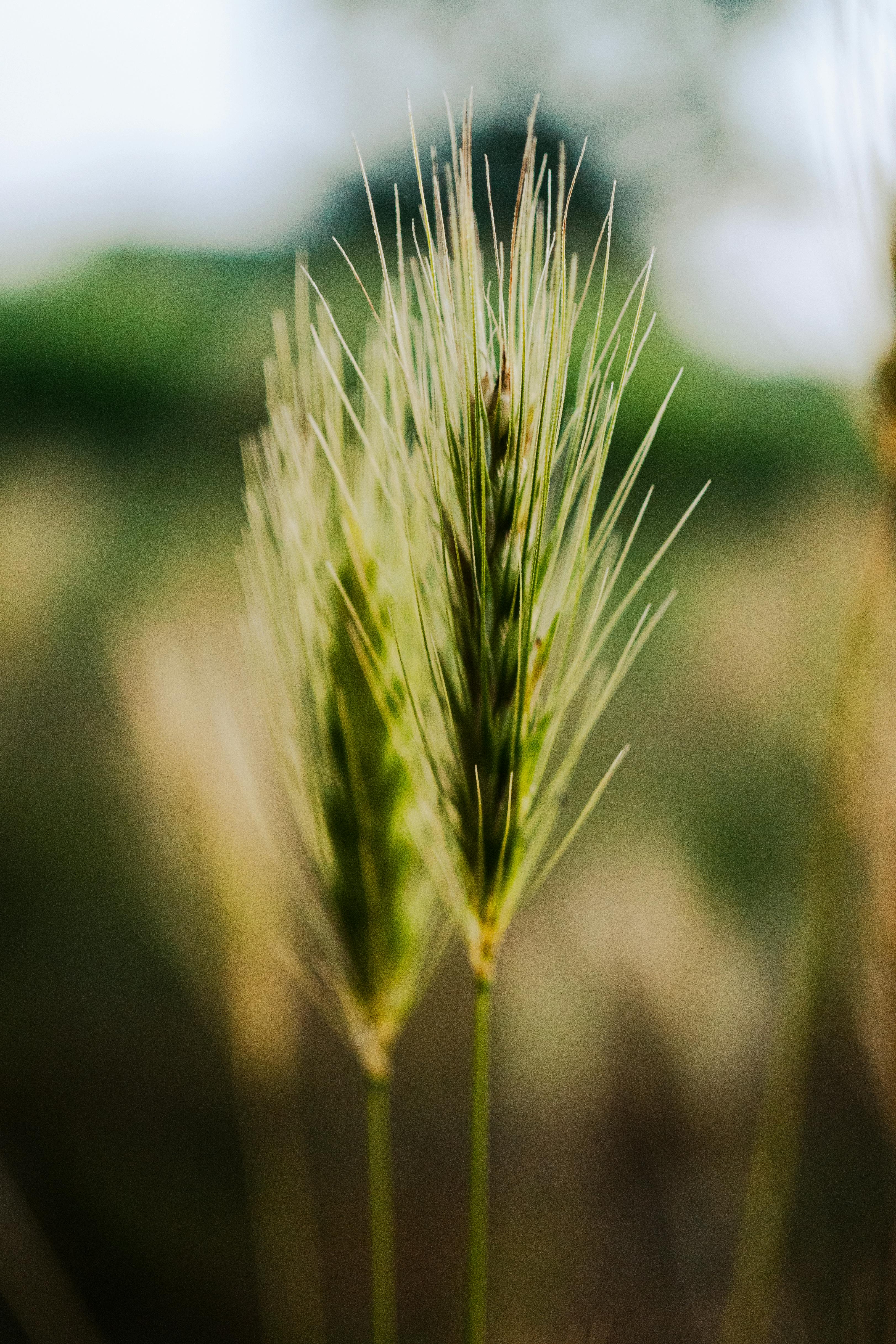 Wheat Field Shocks Photos, Download The BEST Free Wheat Field Shocks ...