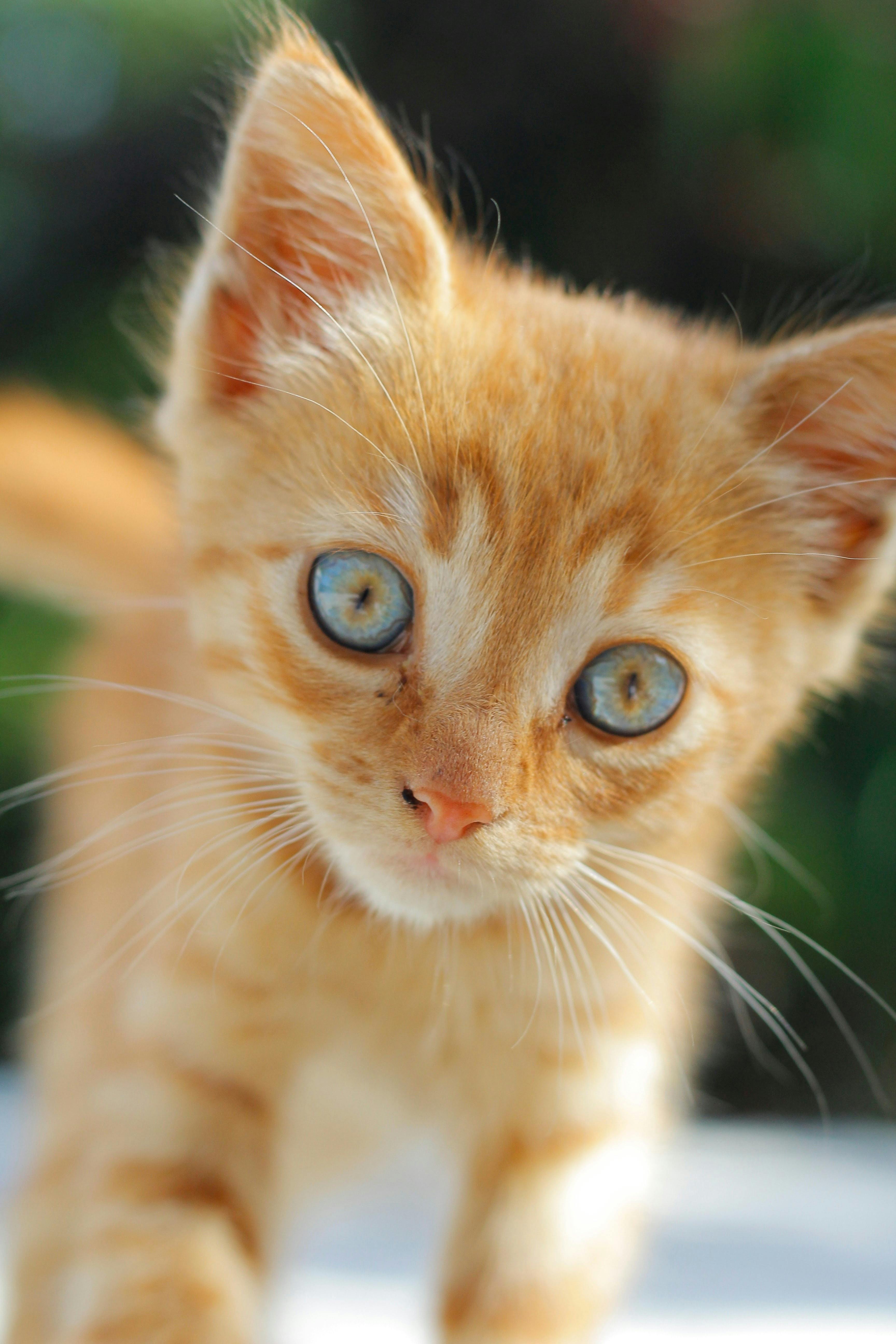 Ginger Kitten with Blue Eyes · Free Stock Photo
