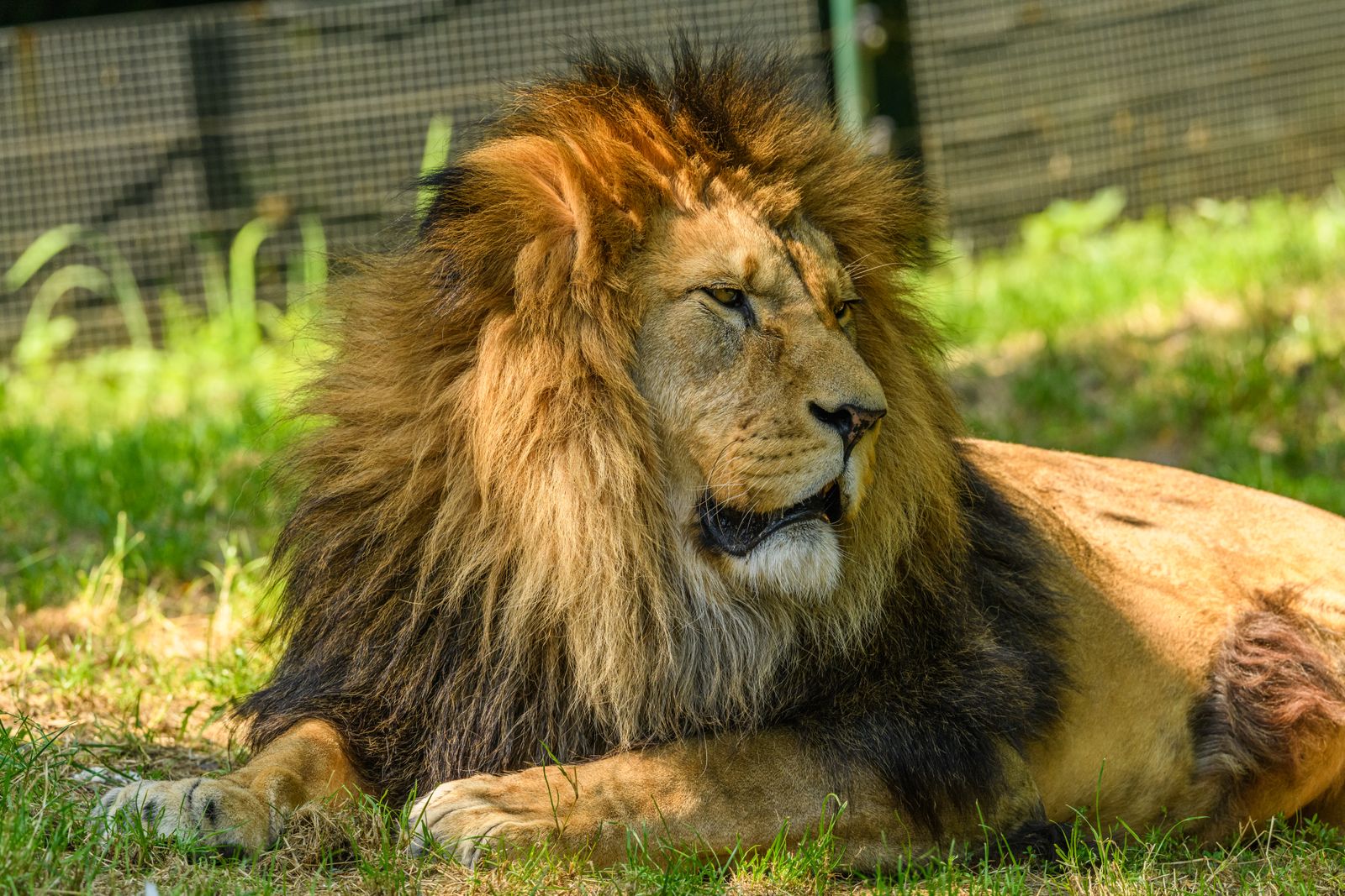 Lion Paw Print Photos, Download The BEST Free Lion Paw Print Stock ...
