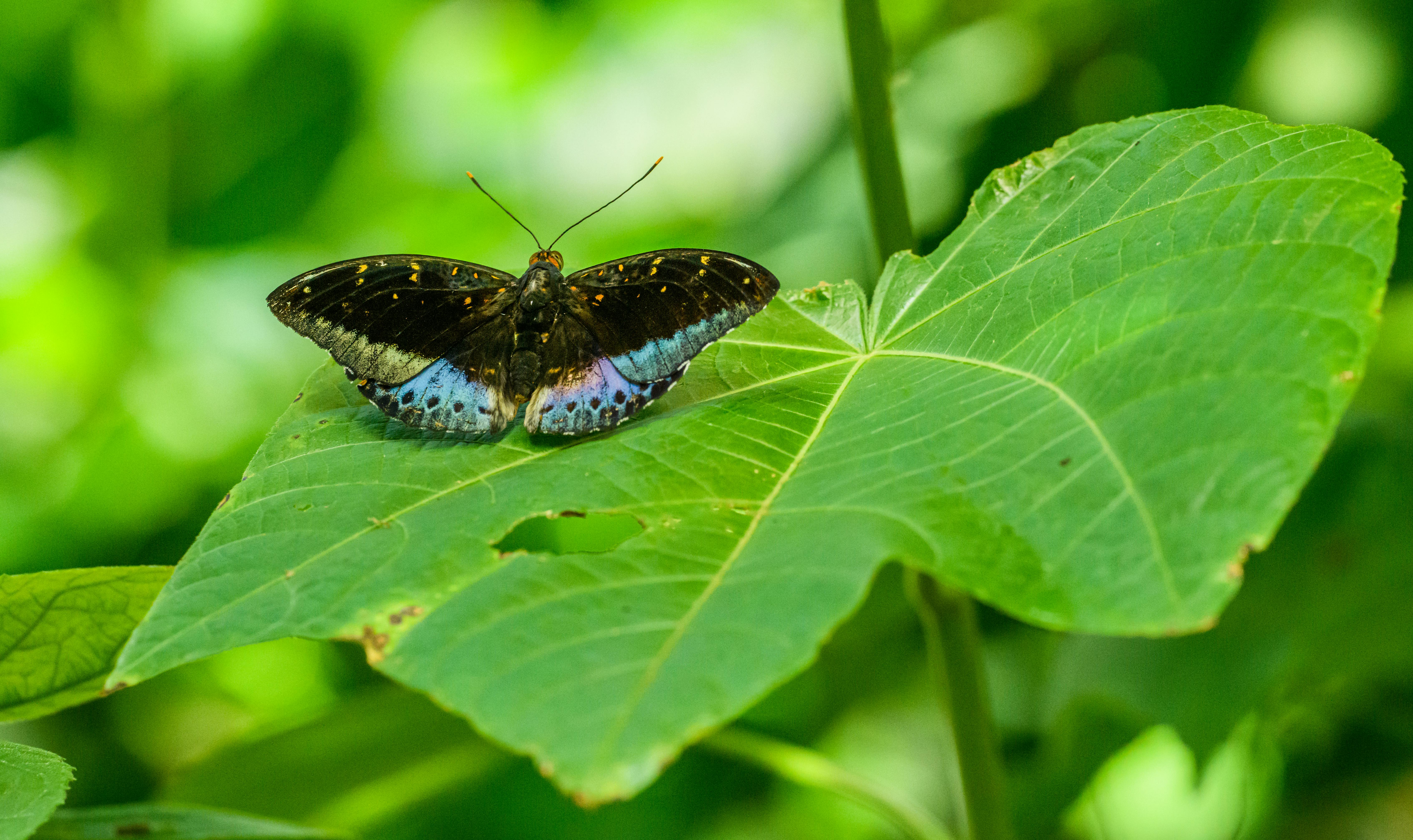 Colourful Beautiful Little Butterfly Sitting on a Leaf · Free Stock Photo
