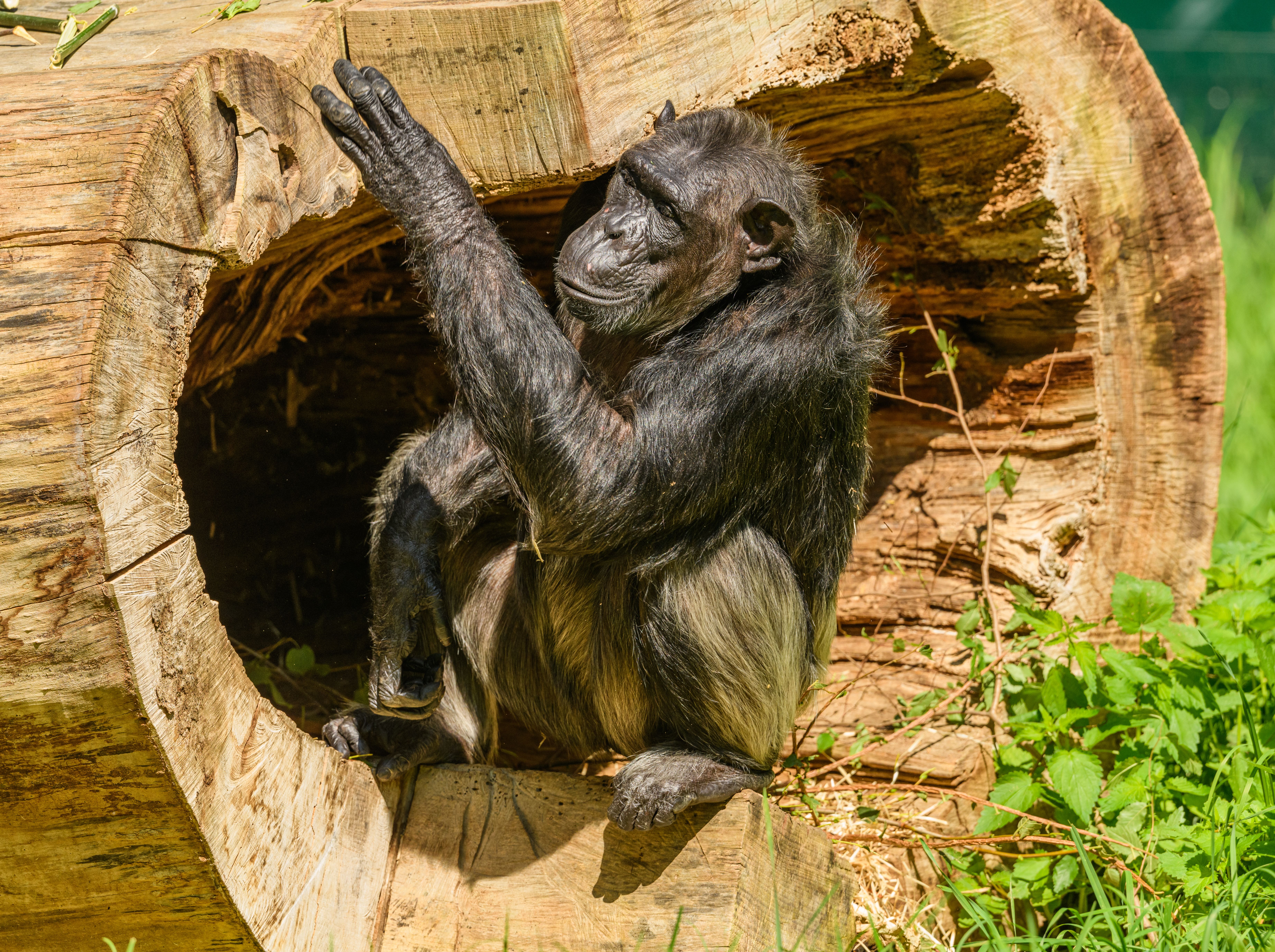 Chimpanzee Looking Out of a Wood · Free Stock Photo