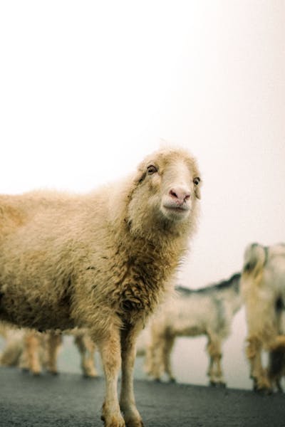 Katahdin Sheep Photos, Download The BEST Free Katahdin Sheep Stock ...