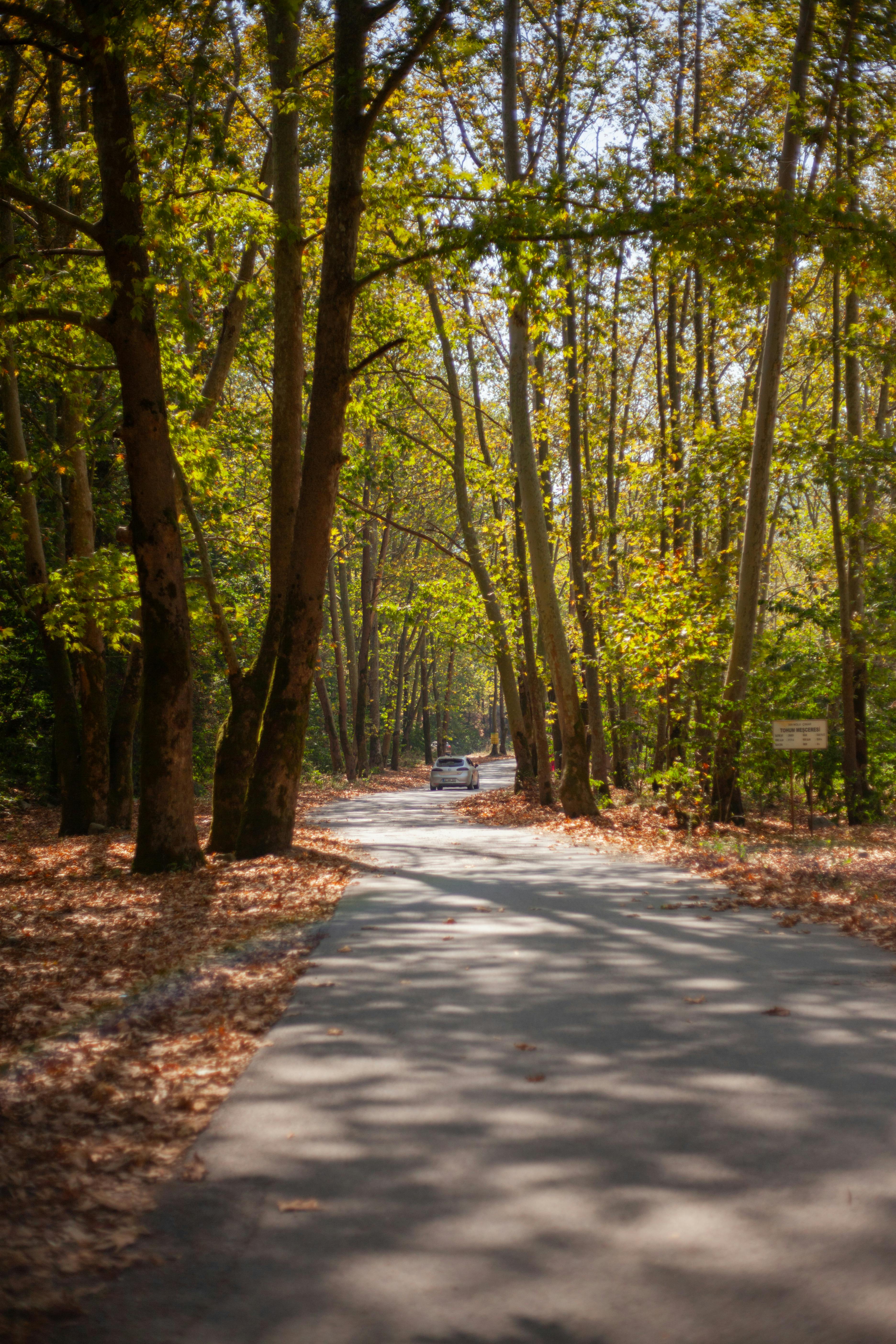 Road Between Trees in the Countryside · Free Stock Photo
