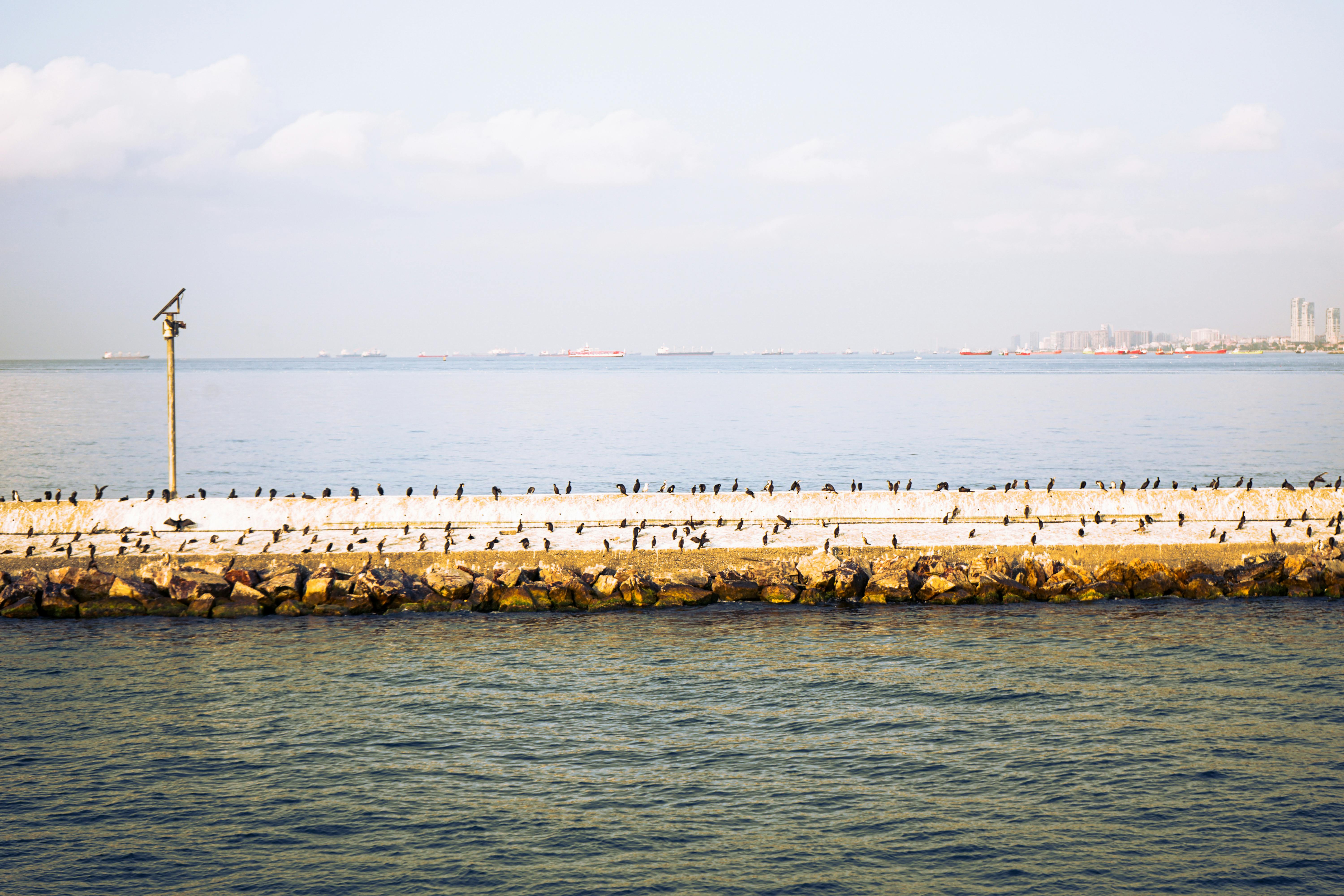 Renaming Animals Photos, Download The BEST Free Renaming Animals Stock ...