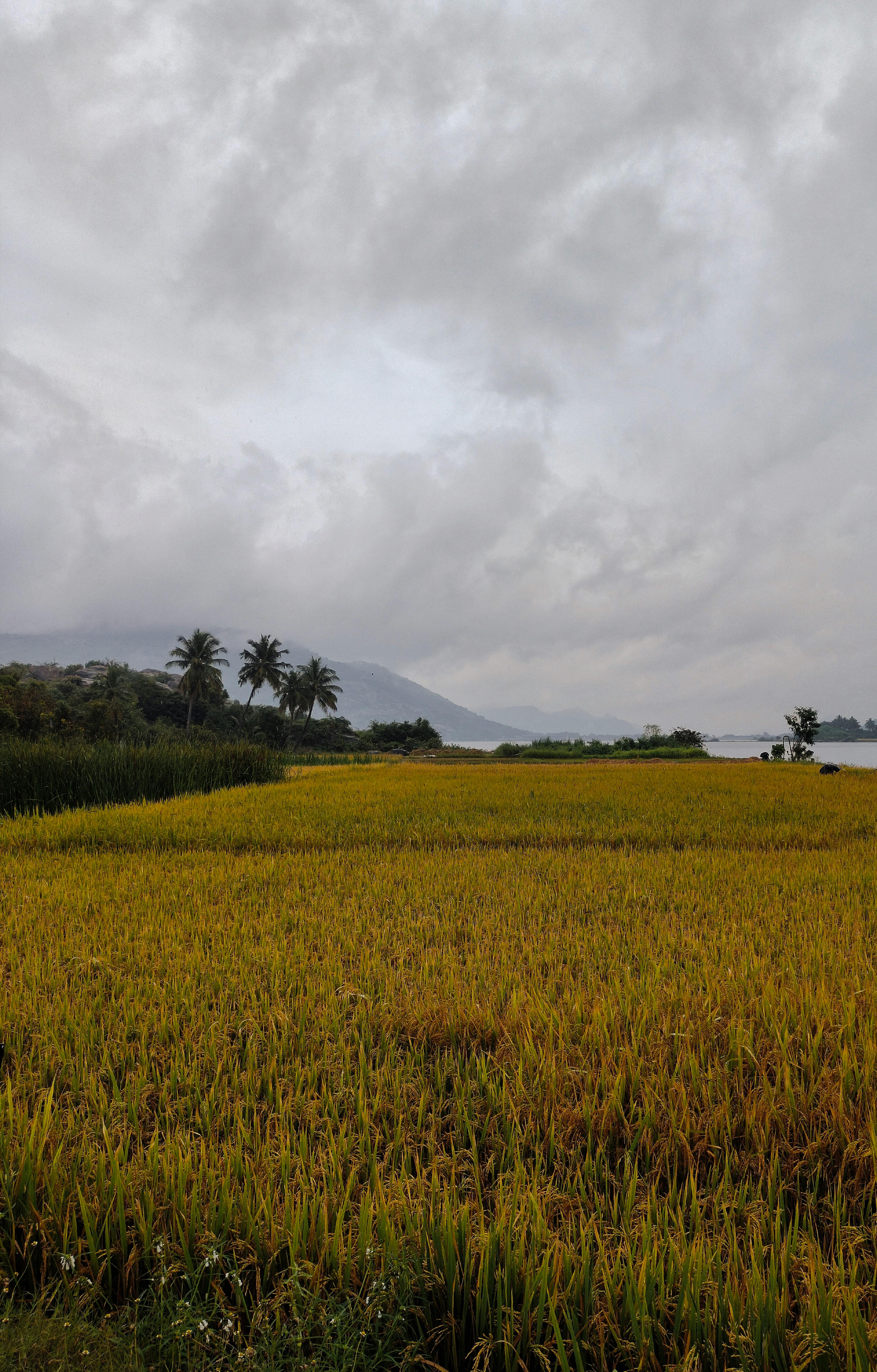 Rice Paddy Field · Free Stock Photo
