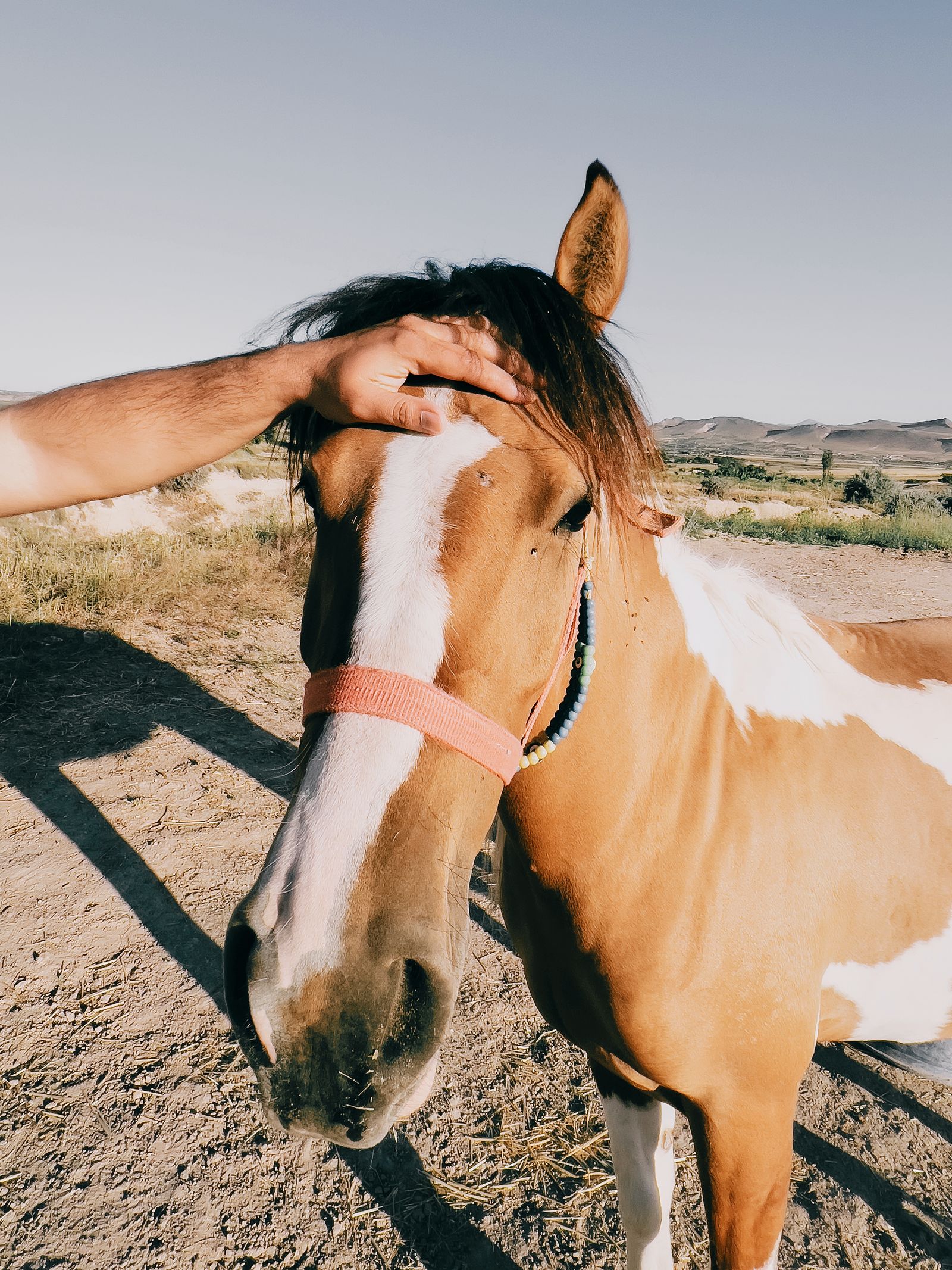 Open Pony Photos, Download The BEST Free Open Pony Stock Photos & HD Images