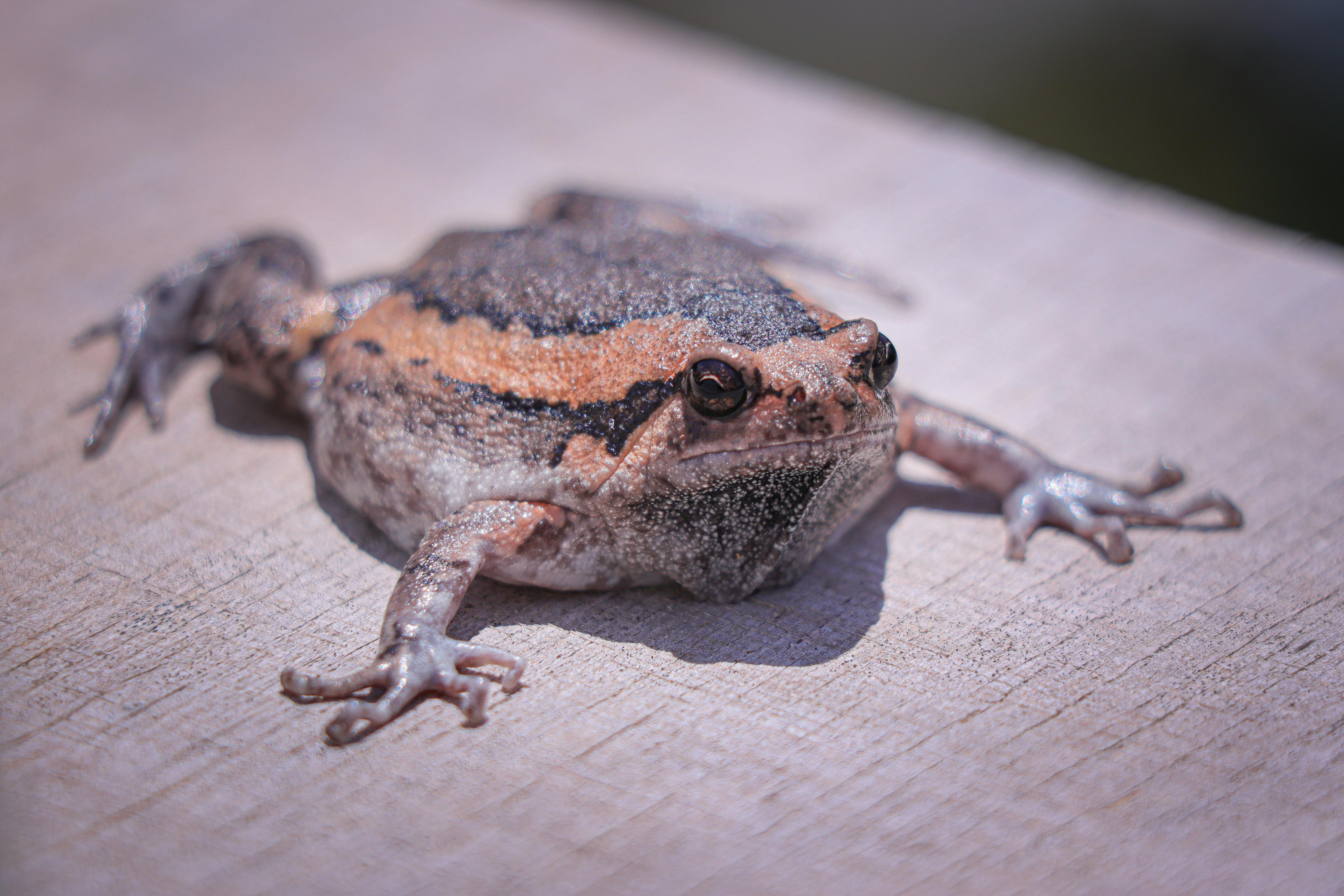 Close up of Frog · Free Stock Photo