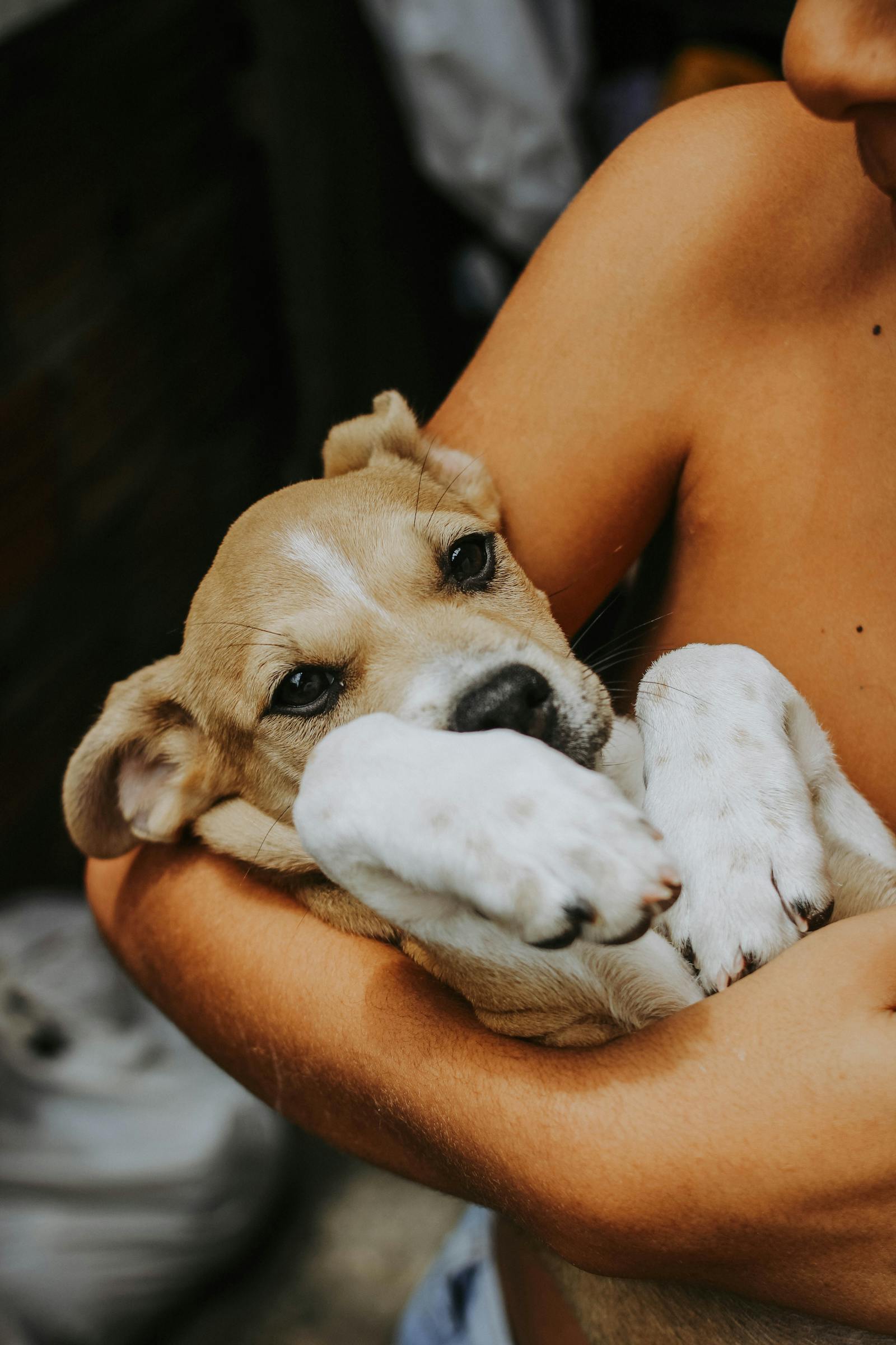 Dog Bite Arm Photos, Download The BEST Free Dog Bite Arm Stock Photos ...