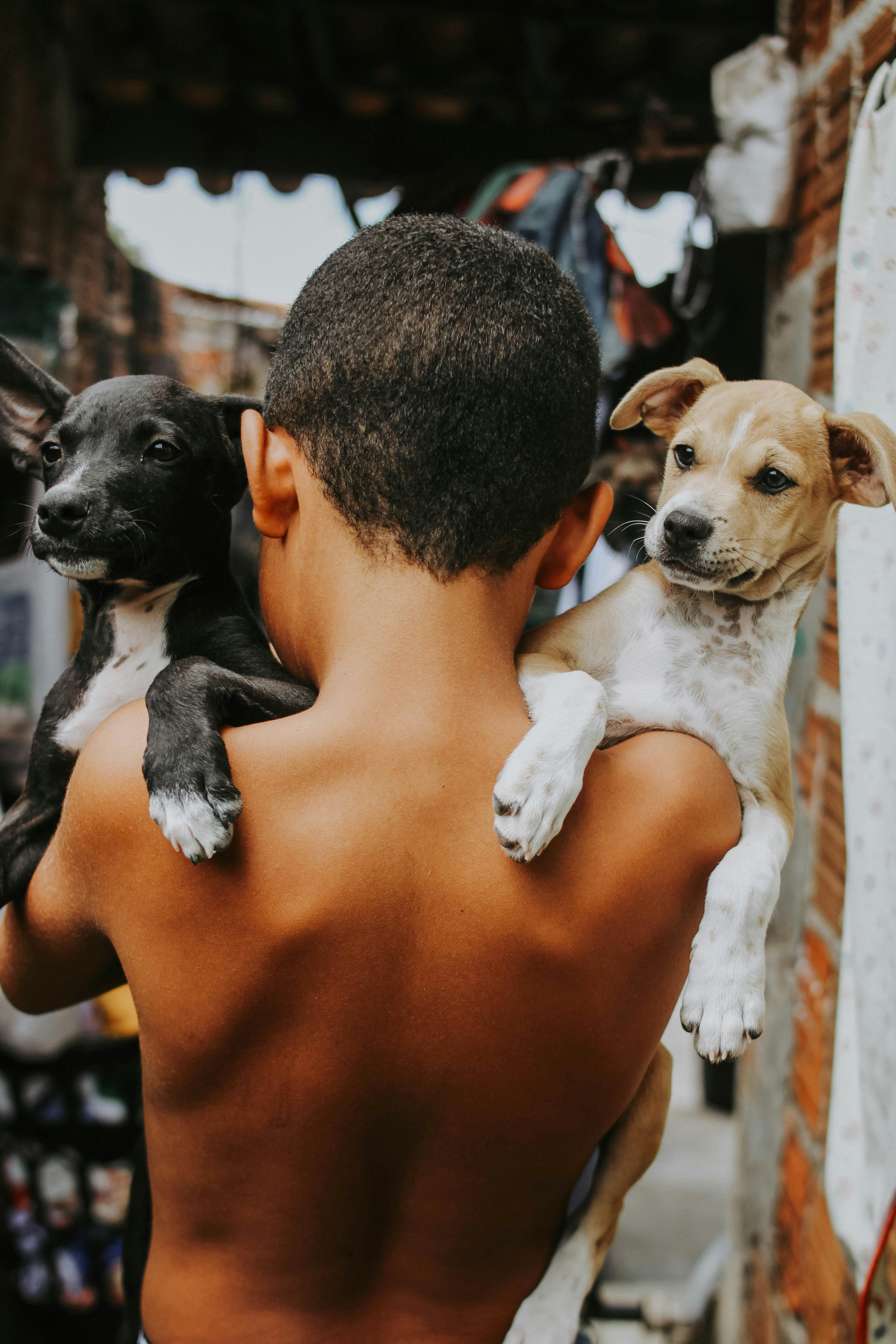 Boy Standing and Holding Dogs · Free Stock Photo