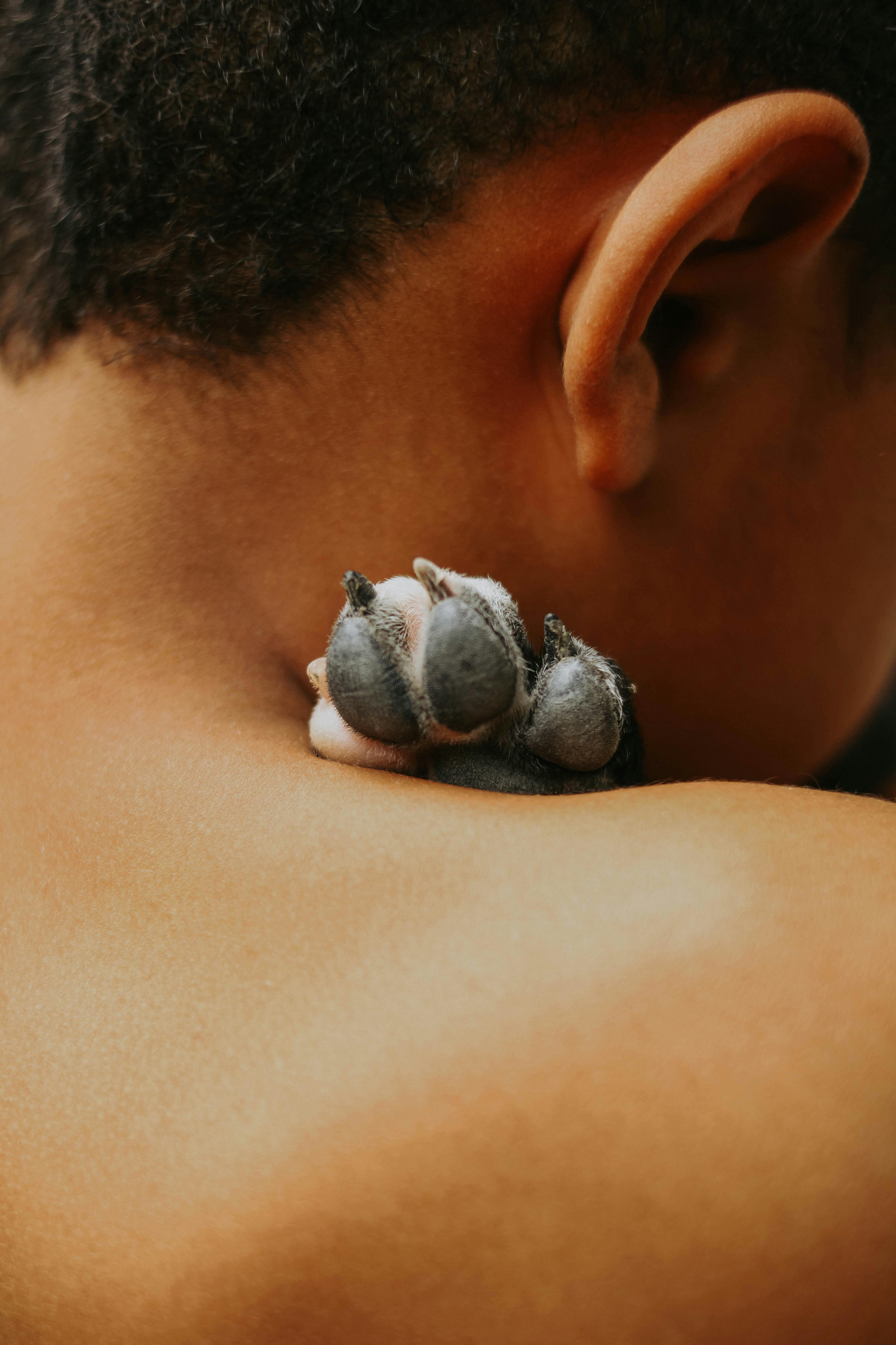 Close Up Of A Hand Slap A Dog Photos, Download The BEST Free Close Up ...