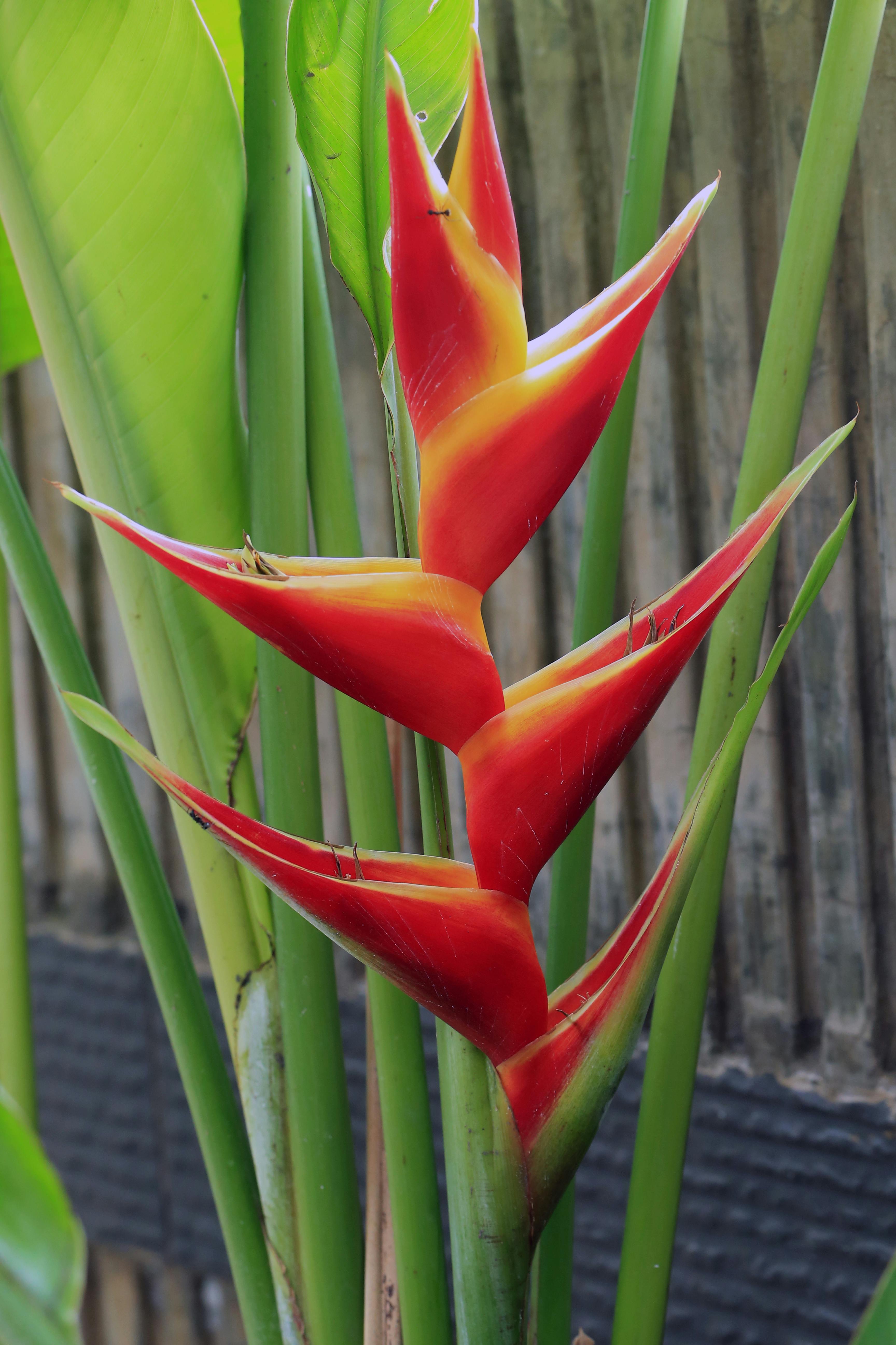 Flower Buke Photos, Download The BEST Free Flower Buke Stock Photos ...