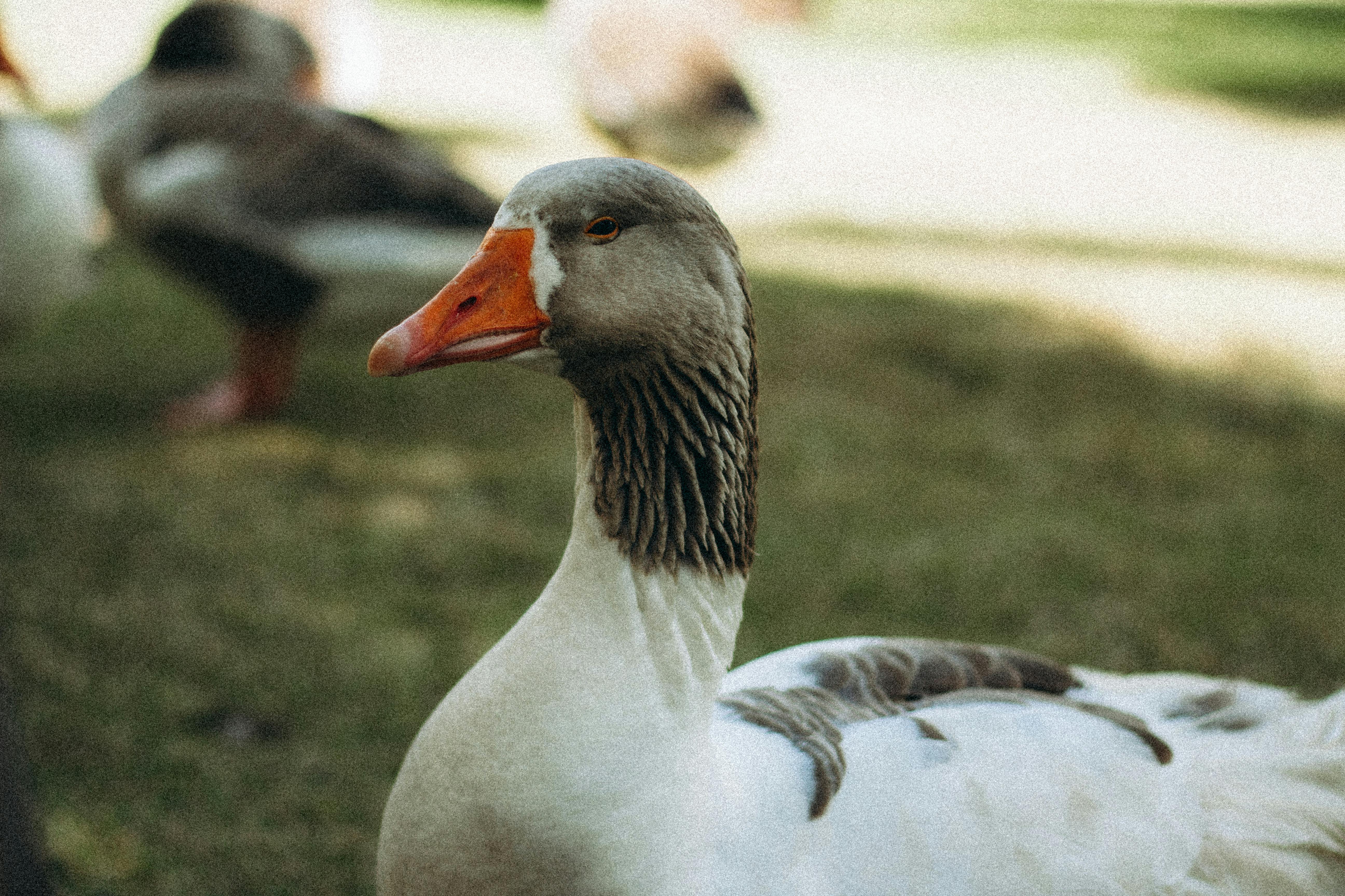 Closeup of a Goose · Free Stock Photo