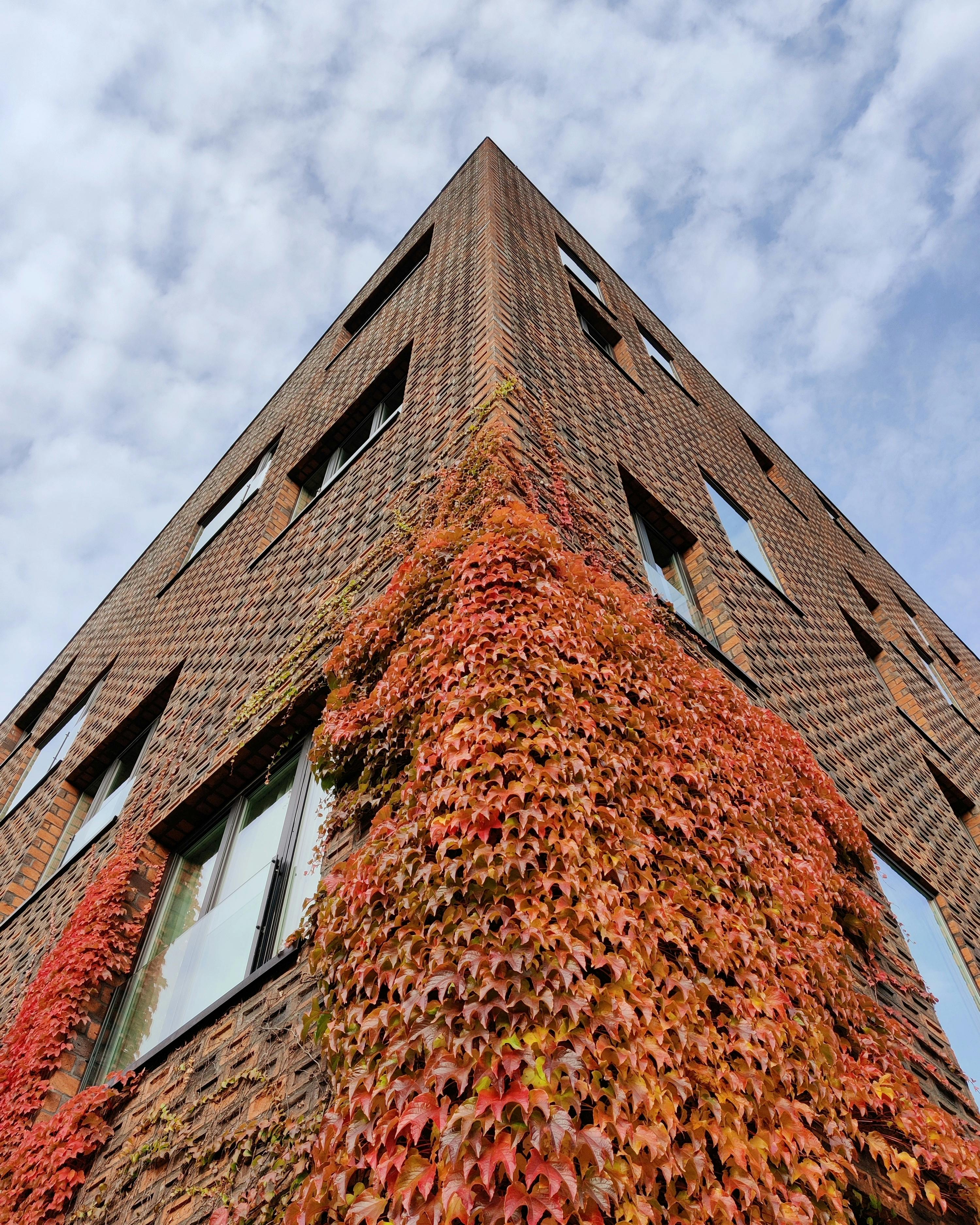 Autumn Leaves on Brick Building in Copenhagen, Denmark · Free Stock Photo