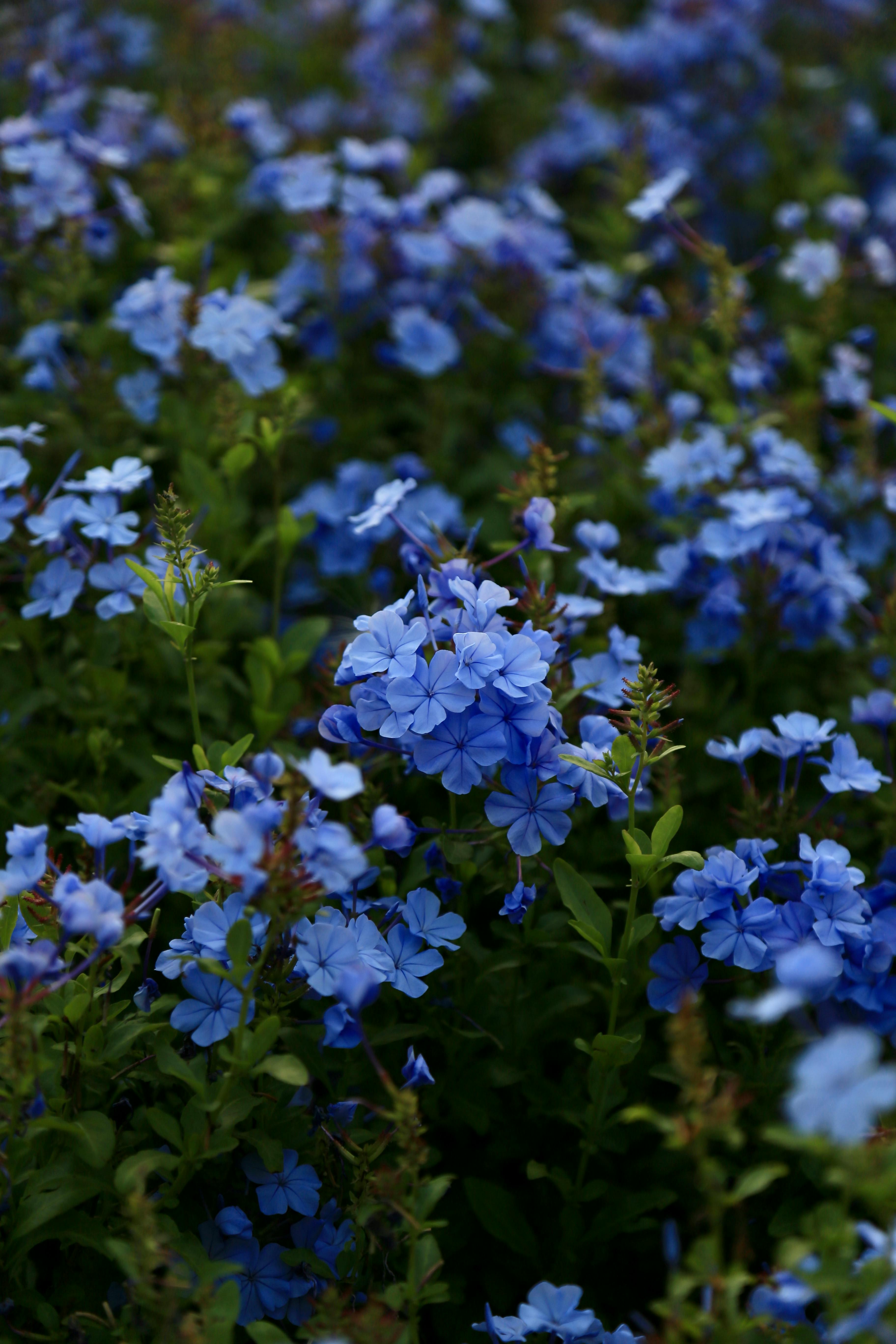 Blue Flowers of Cape Plumbago Shrub · Free Stock Photo