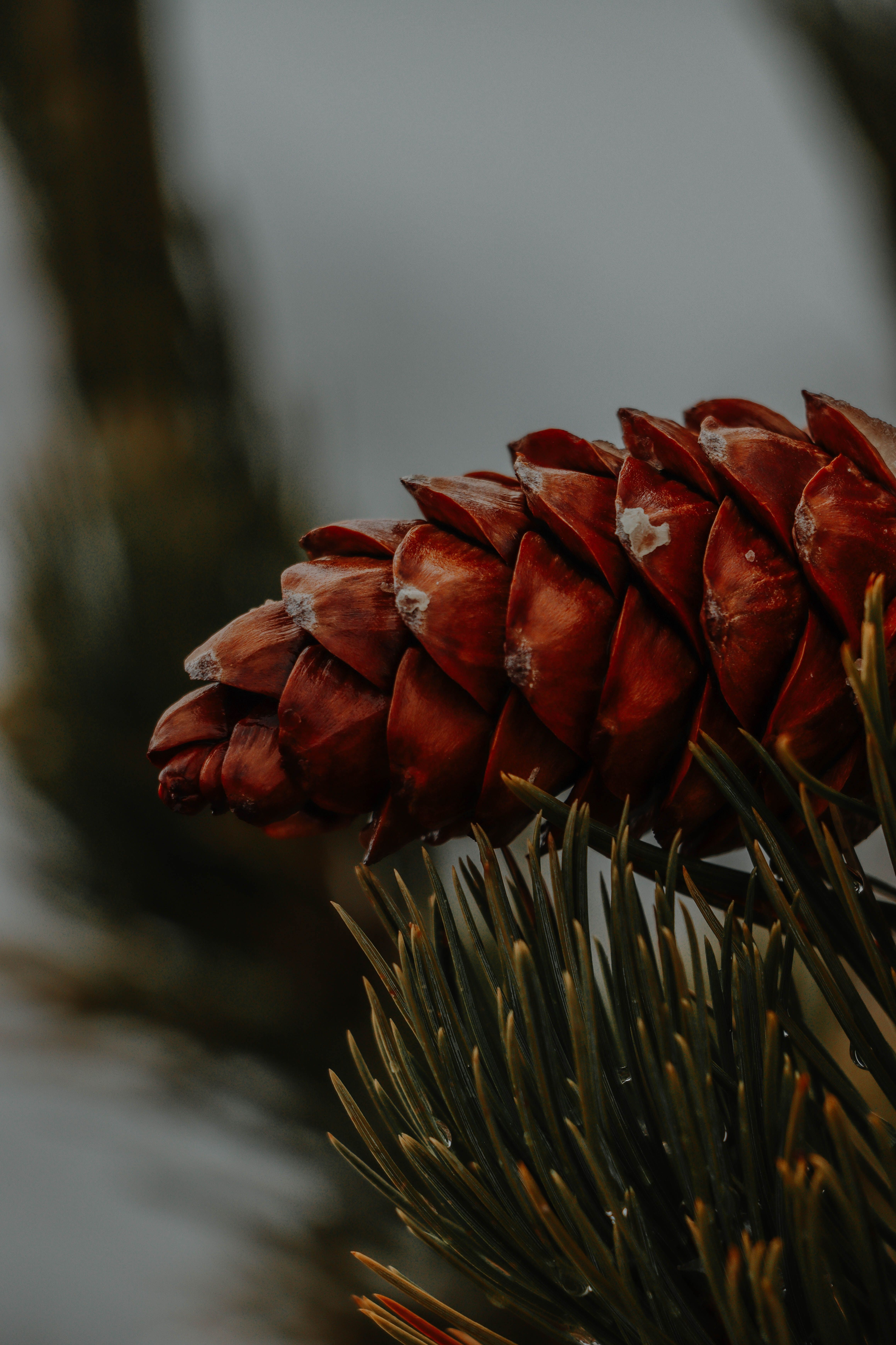 Close-up of a Cone · Free Stock Photo