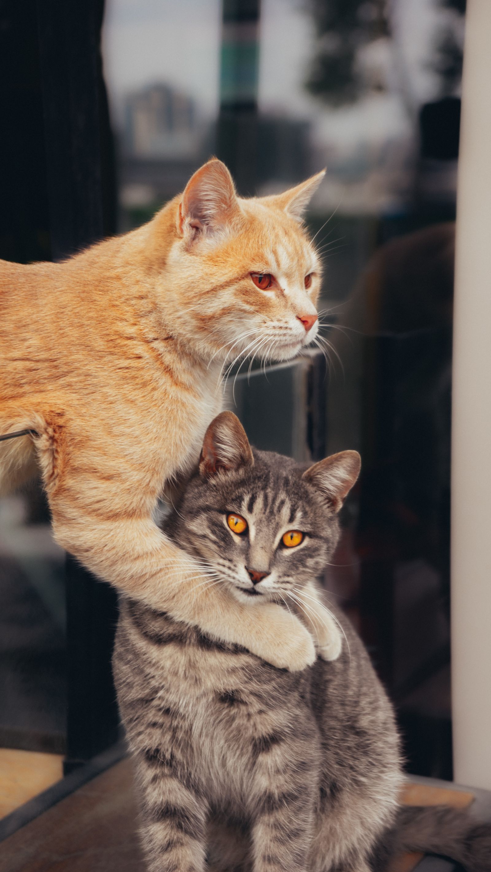 Playful Cats Photos, Download The BEST Free Playful Cats Stock Photos ...