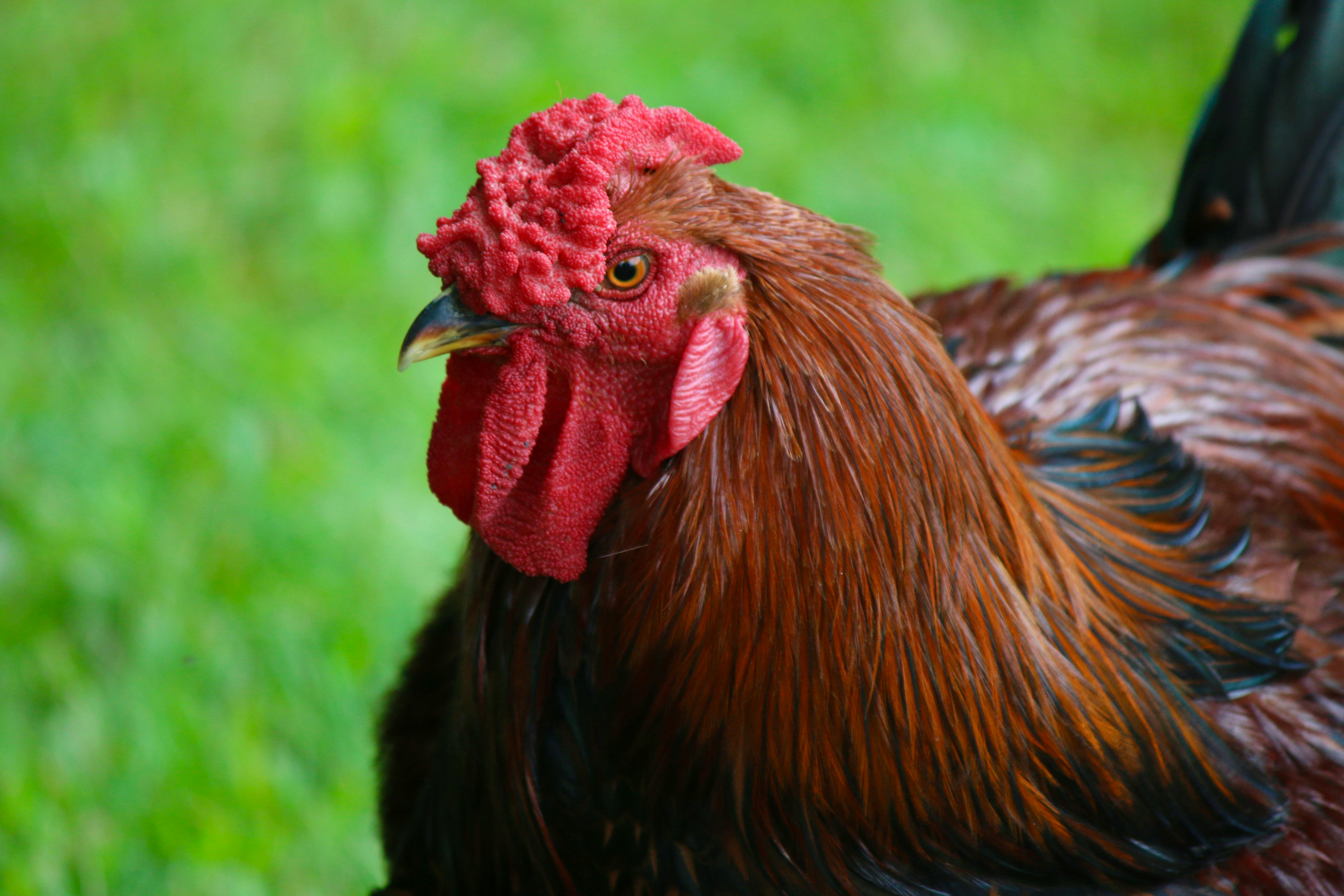 Close-up of a Hen · Free Stock Photo