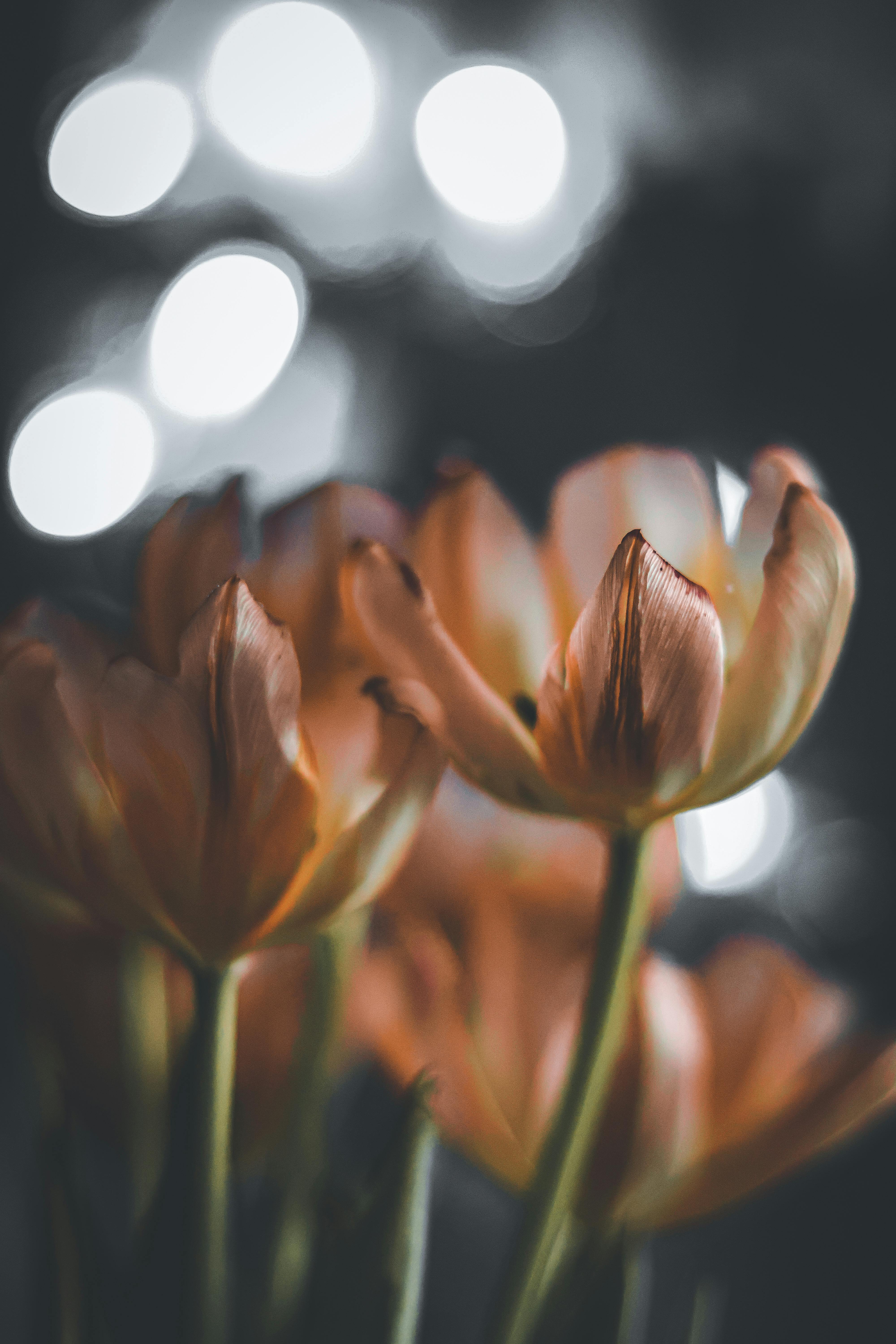 Close-up of a Bunch of Tulips on the Background of Bright Lights · Free ...