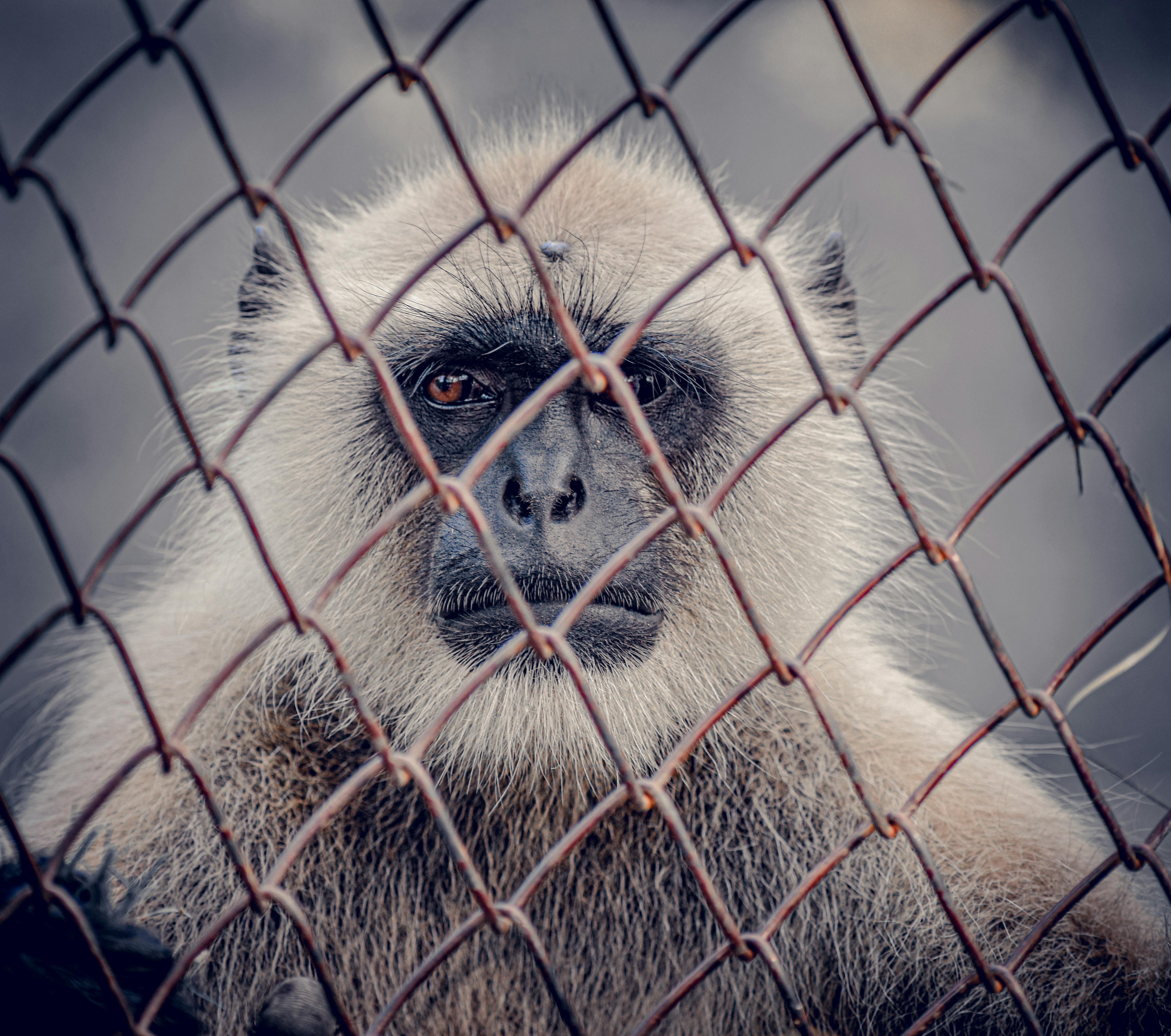 Monkey Head behind Fence · Free Stock Photo