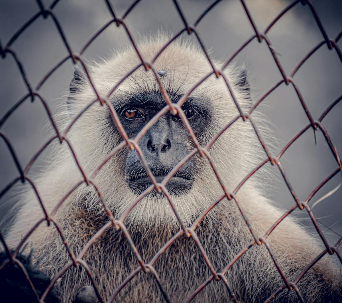 Sad Monkey Photos, Download The BEST Free Sad Monkey Stock Photos & HD ...