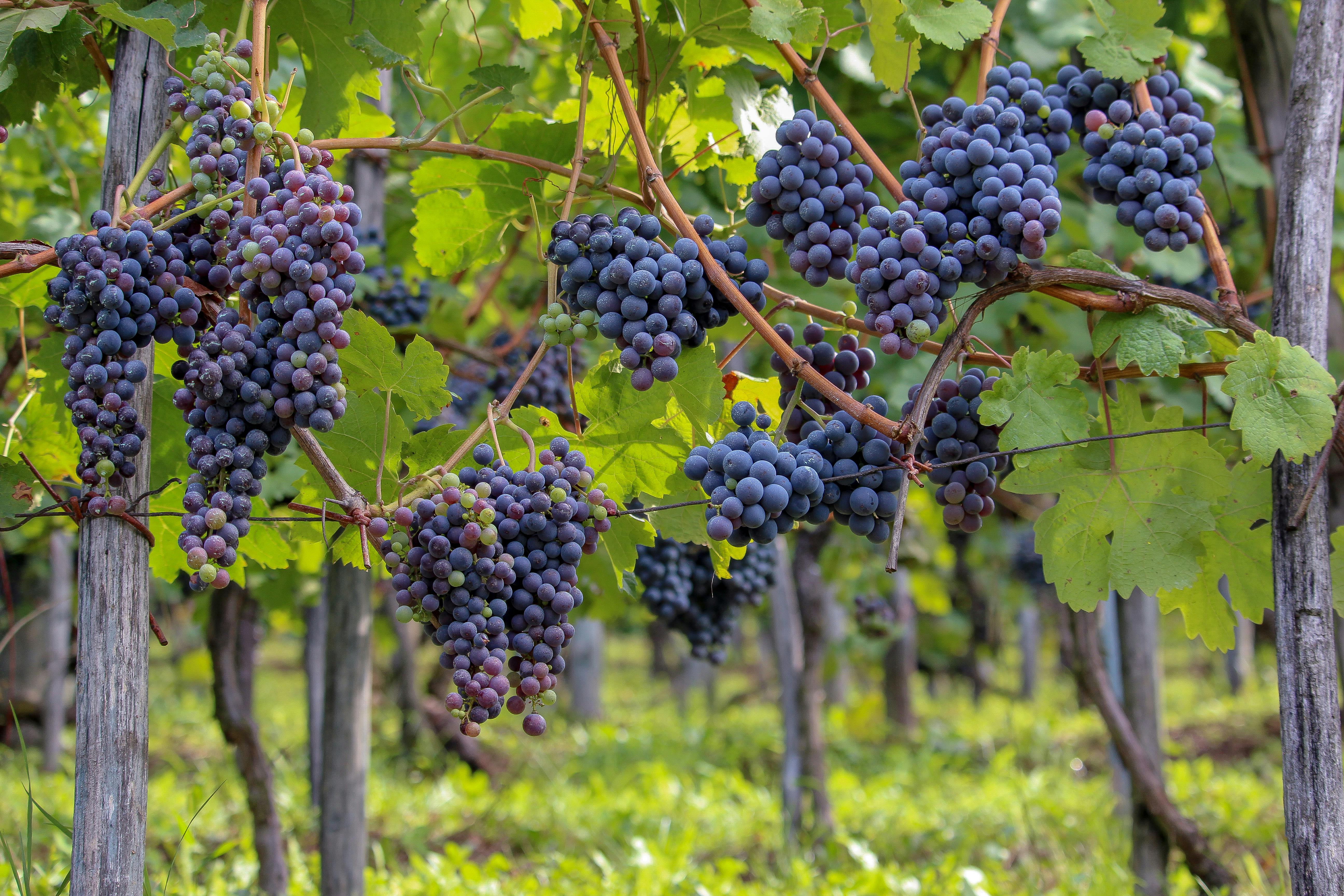 Grapes on Trees in Vineyard · Free Stock Photo