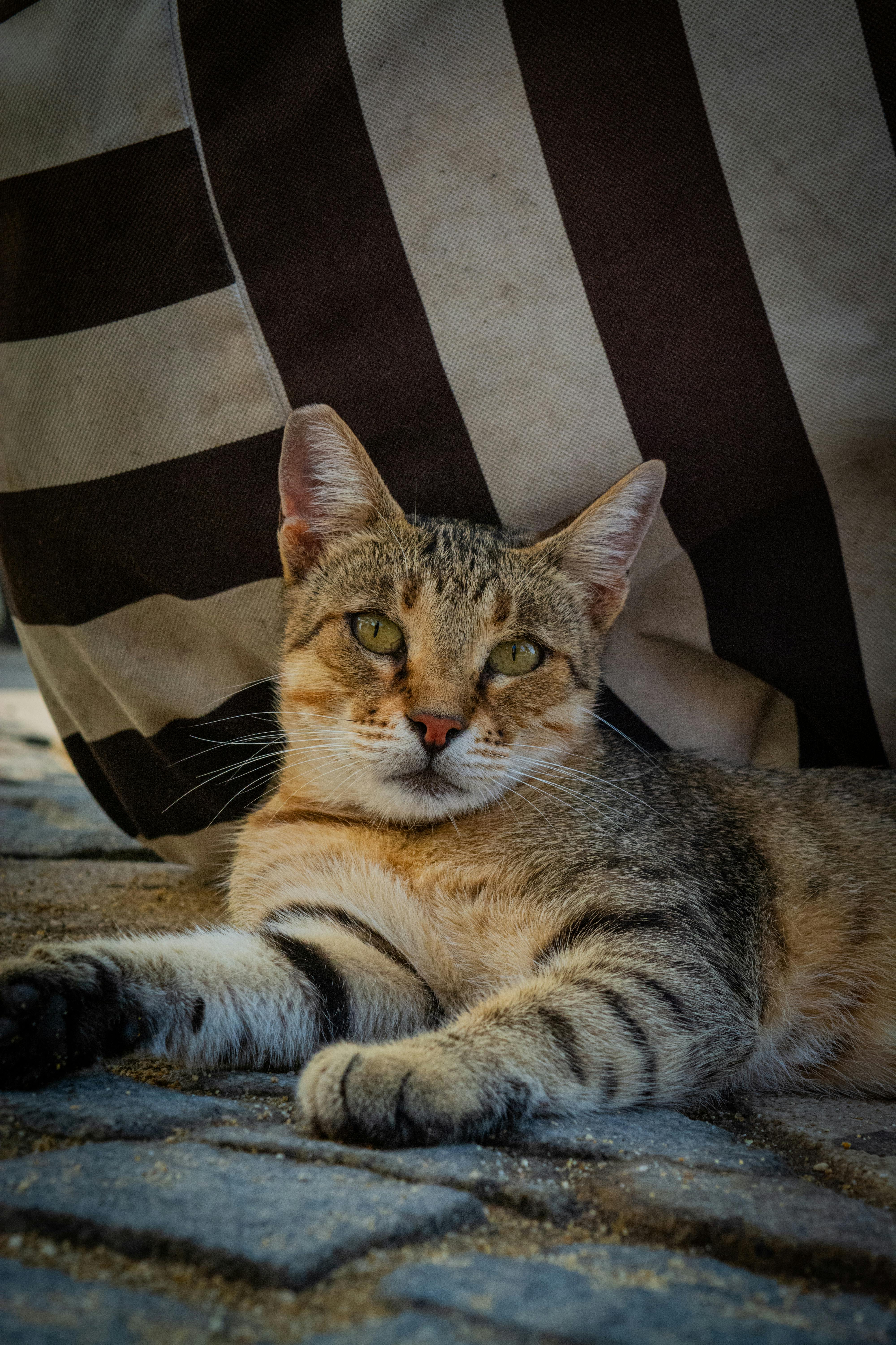 High Resolution Cat Photos, Download The BEST Free High Resolution Cat ...