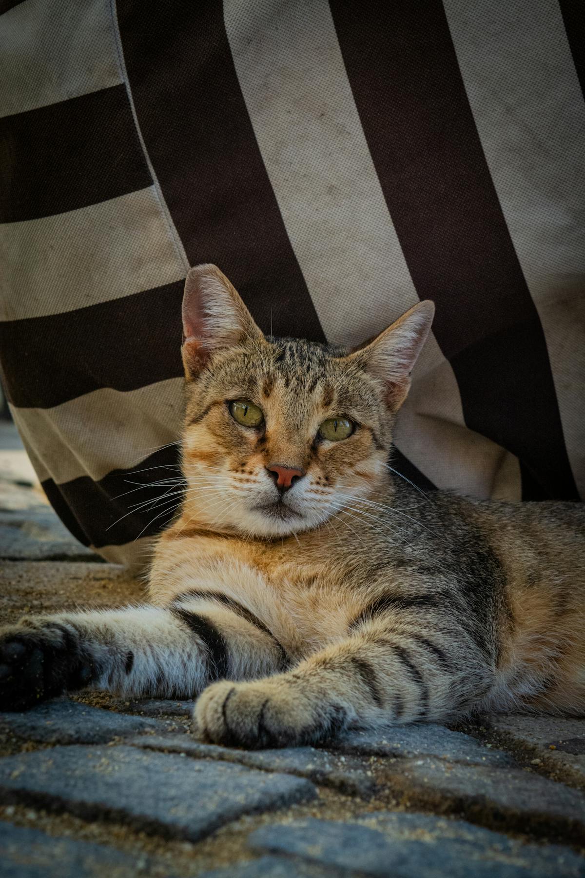 High Resolution Cat Photos, Download The BEST Free High Resolution Cat ...