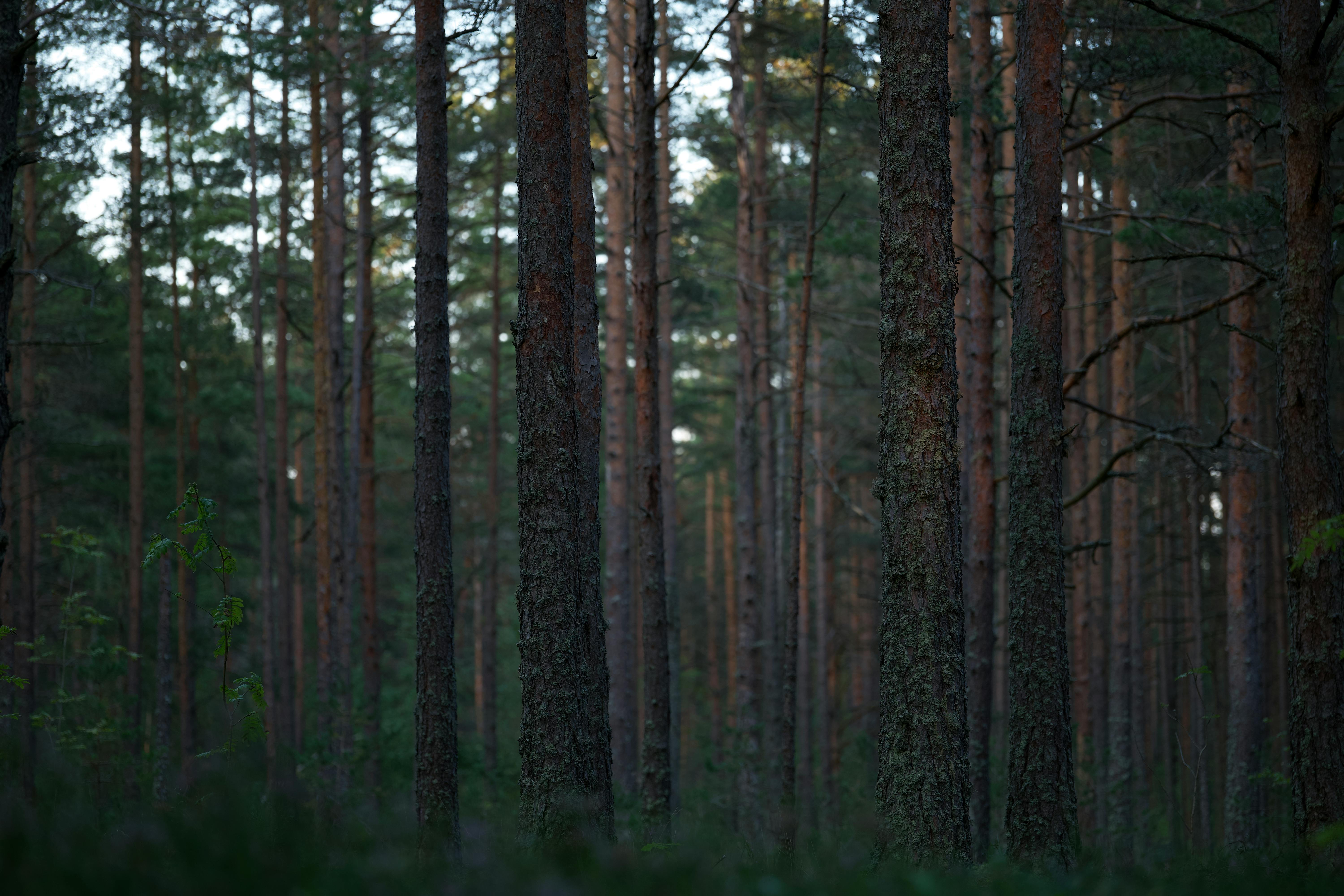 Wood Tabletop Photos, Download The BEST Free Wood Tabletop Stock Photos ...