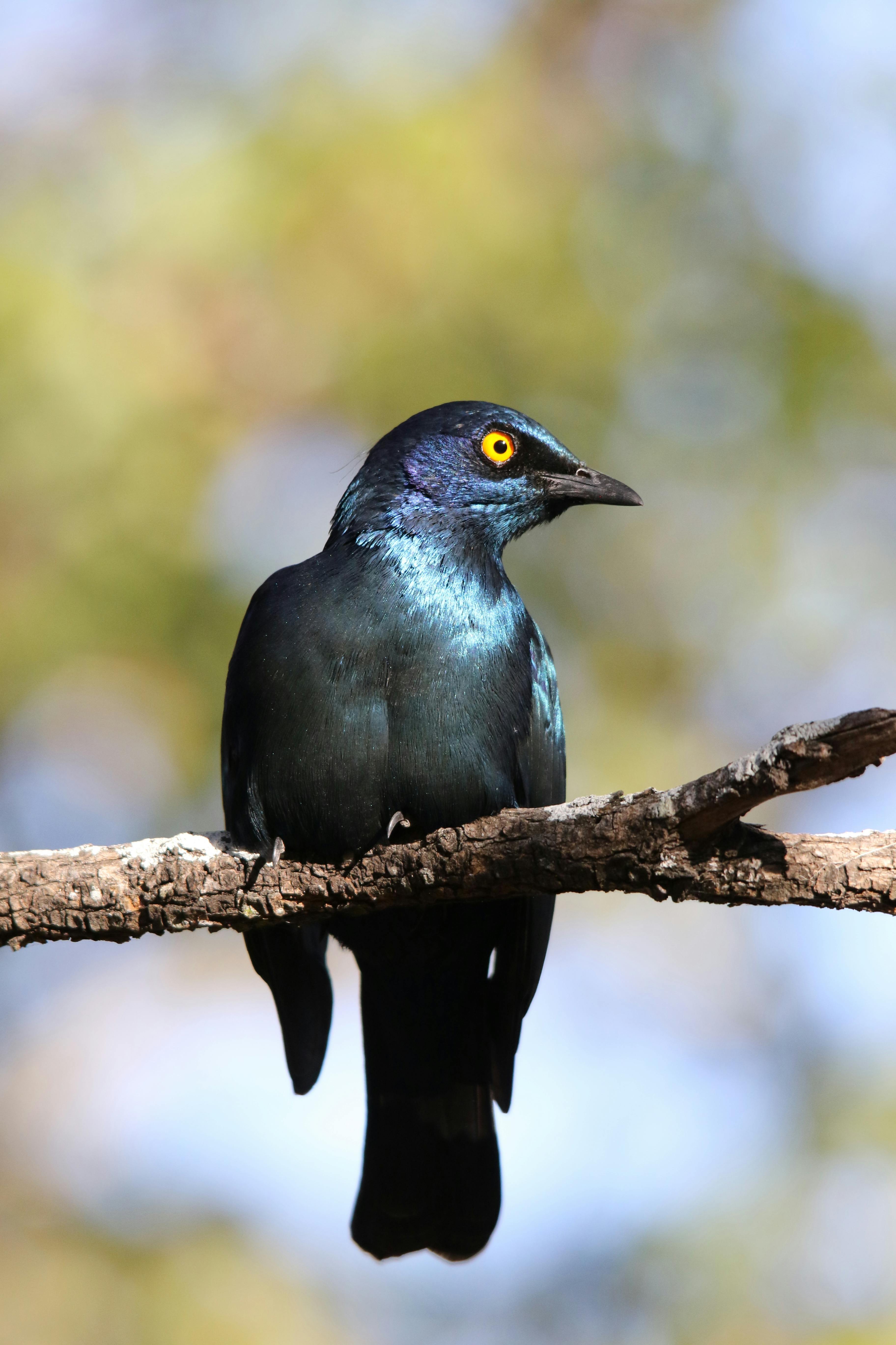 Revit Bird Photos, Download The BEST Free Revit Bird Stock Photos & HD ...