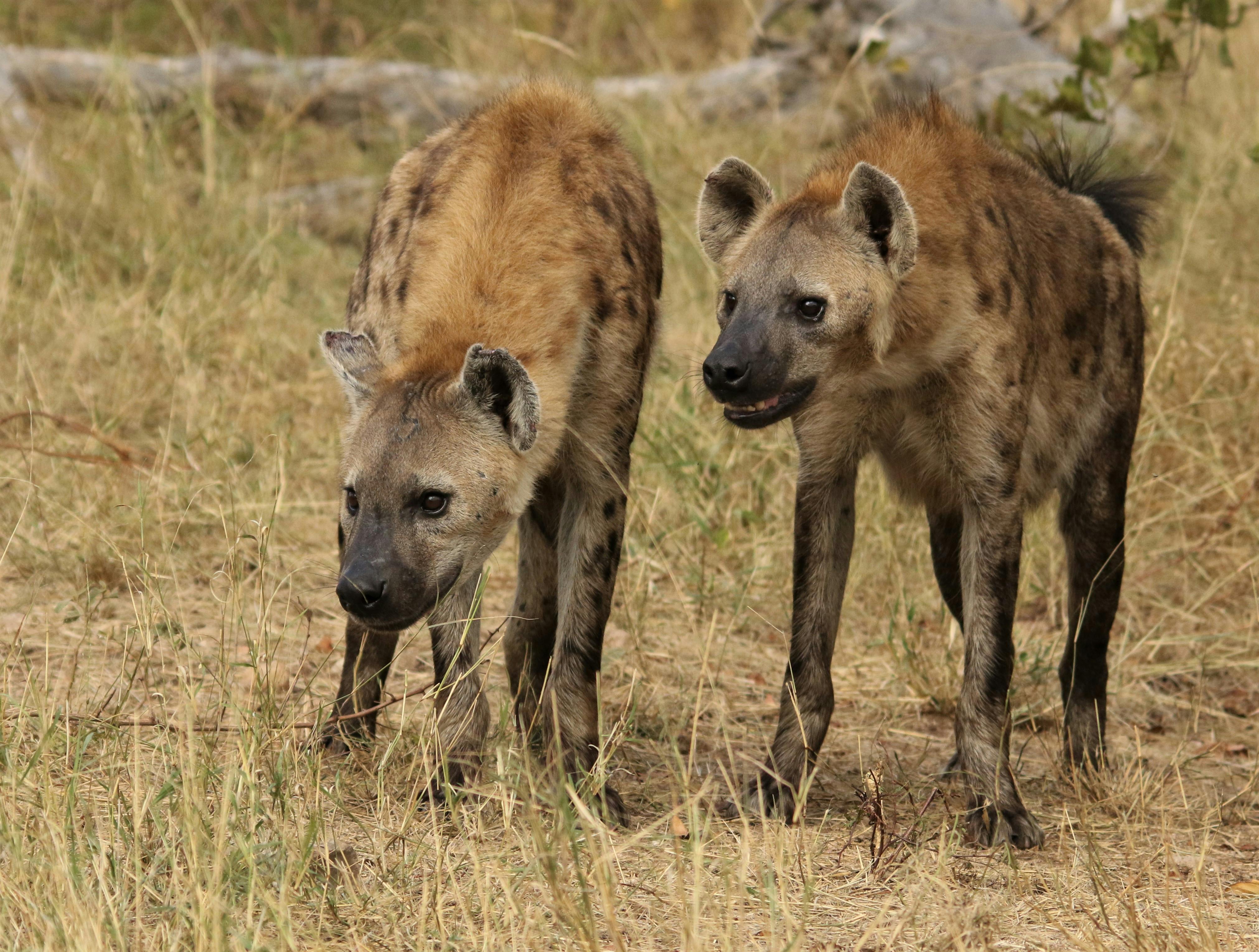 Hyenas in Savannah · Free Stock Photo