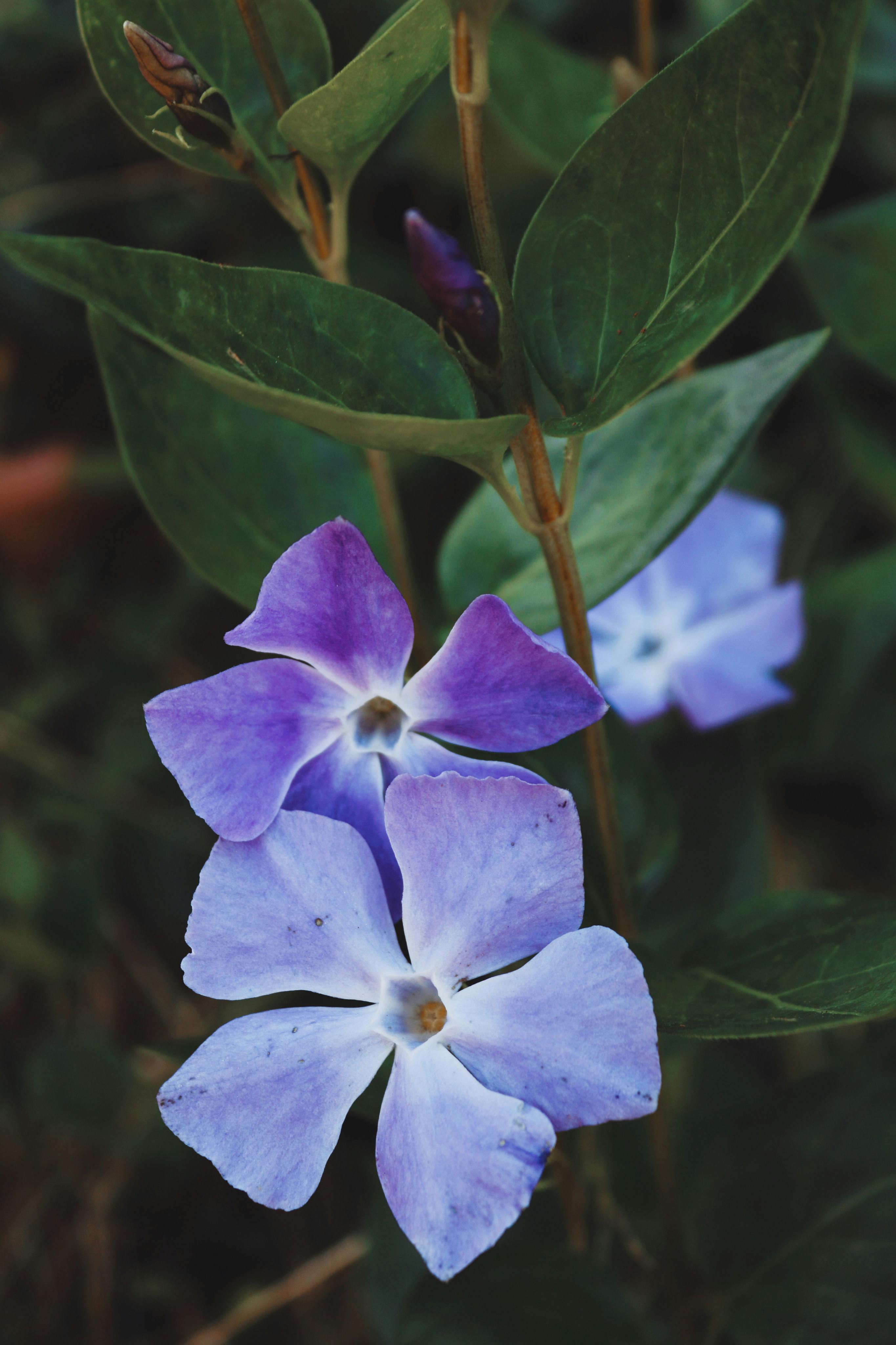 Common Periwinkle Photos, Download The BEST Free Common Periwinkle ...