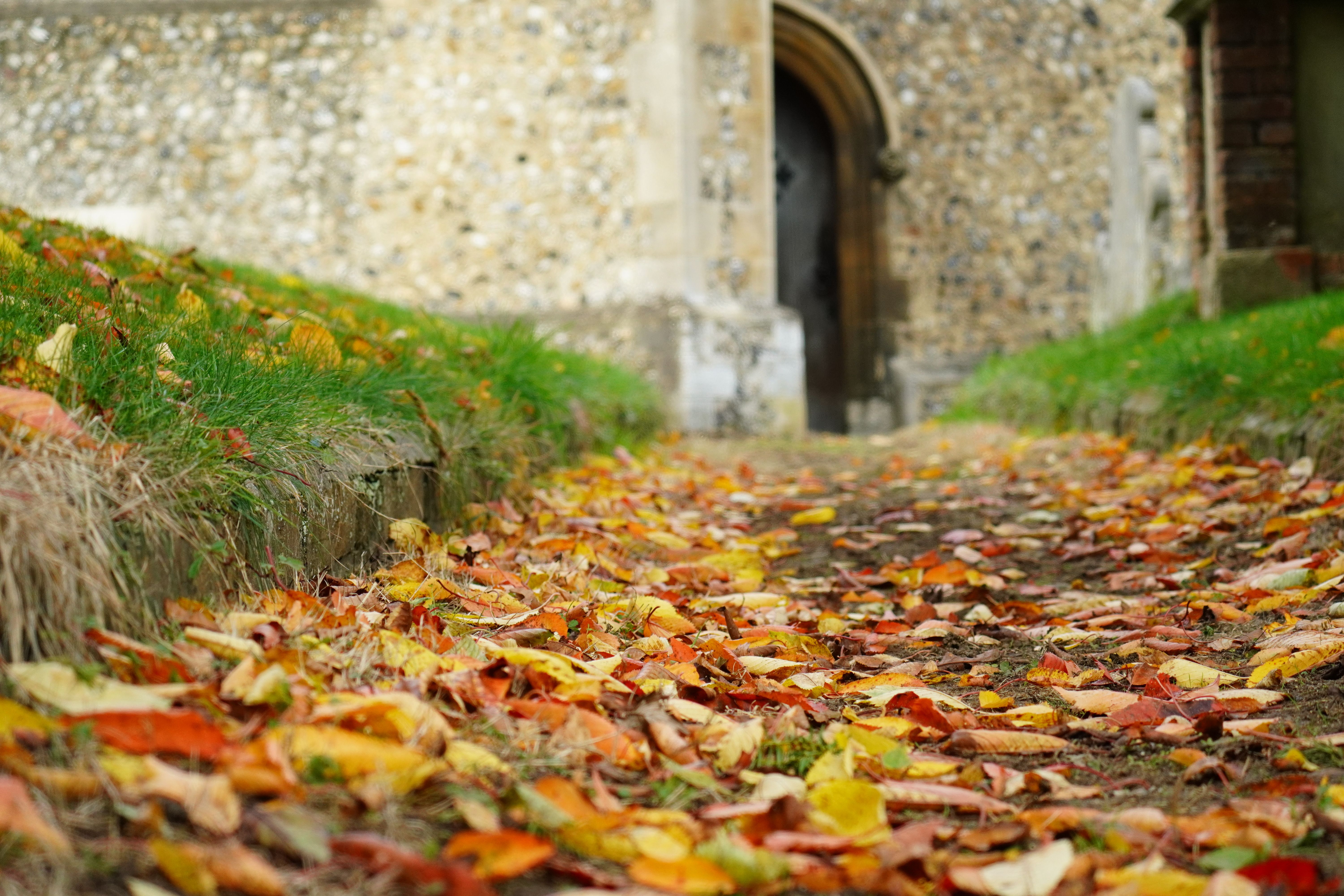 The Ground Covered with Leaves in Autumnal Colors · Free Stock Photo