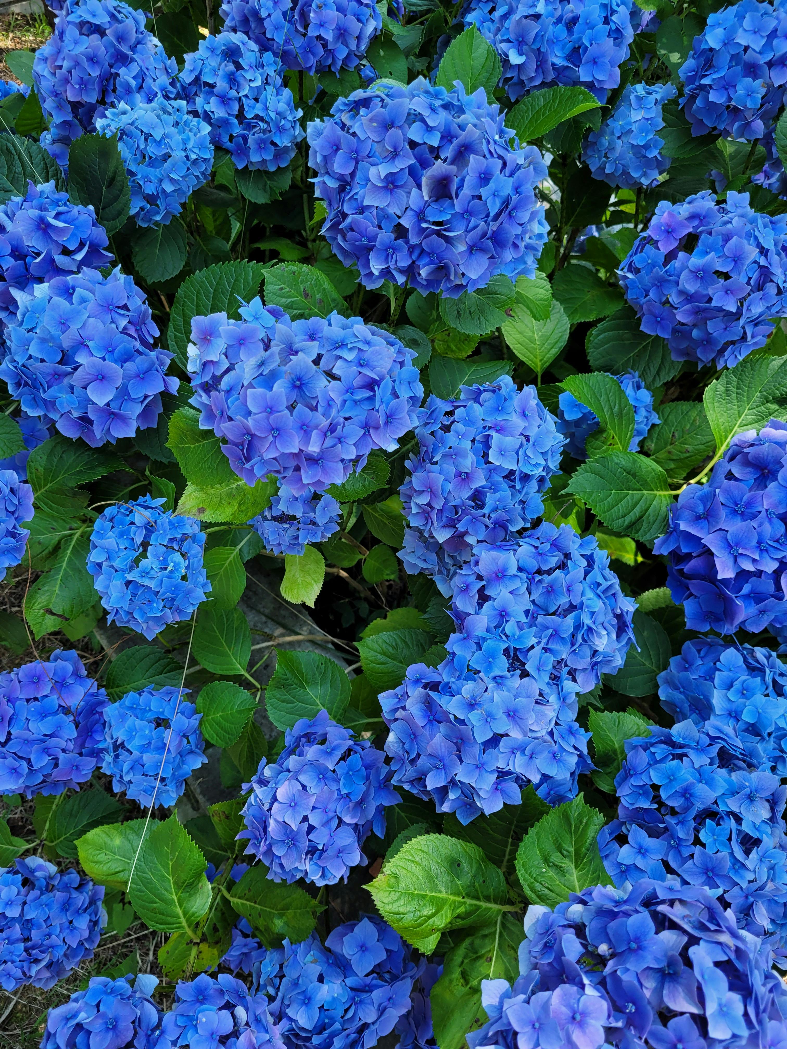 Blue Hydrangea Flowers in a Garden · Free Stock Photo