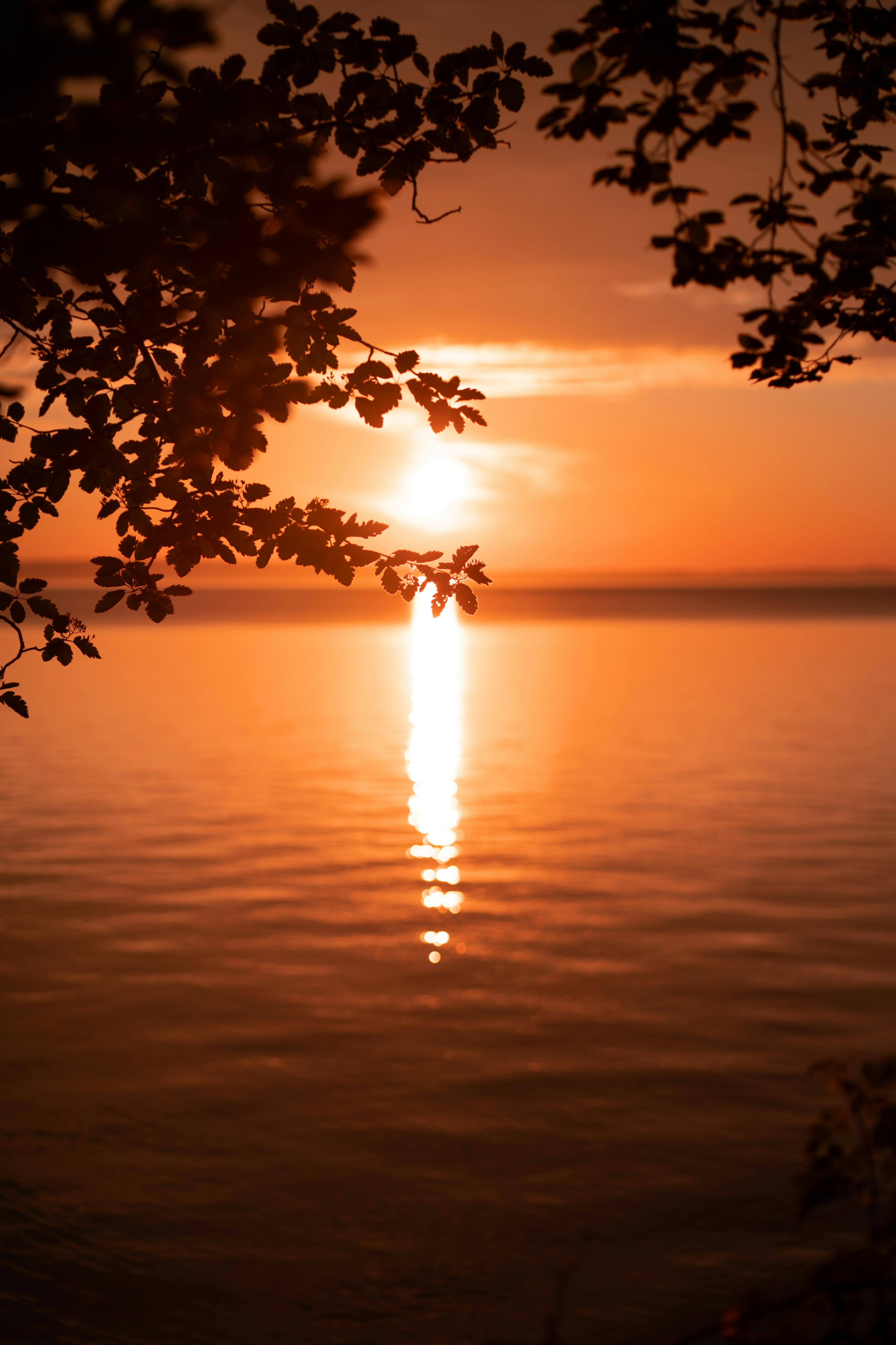 Silhouetted Branches and Bright Sunset Light Reflecting in a Body of ...