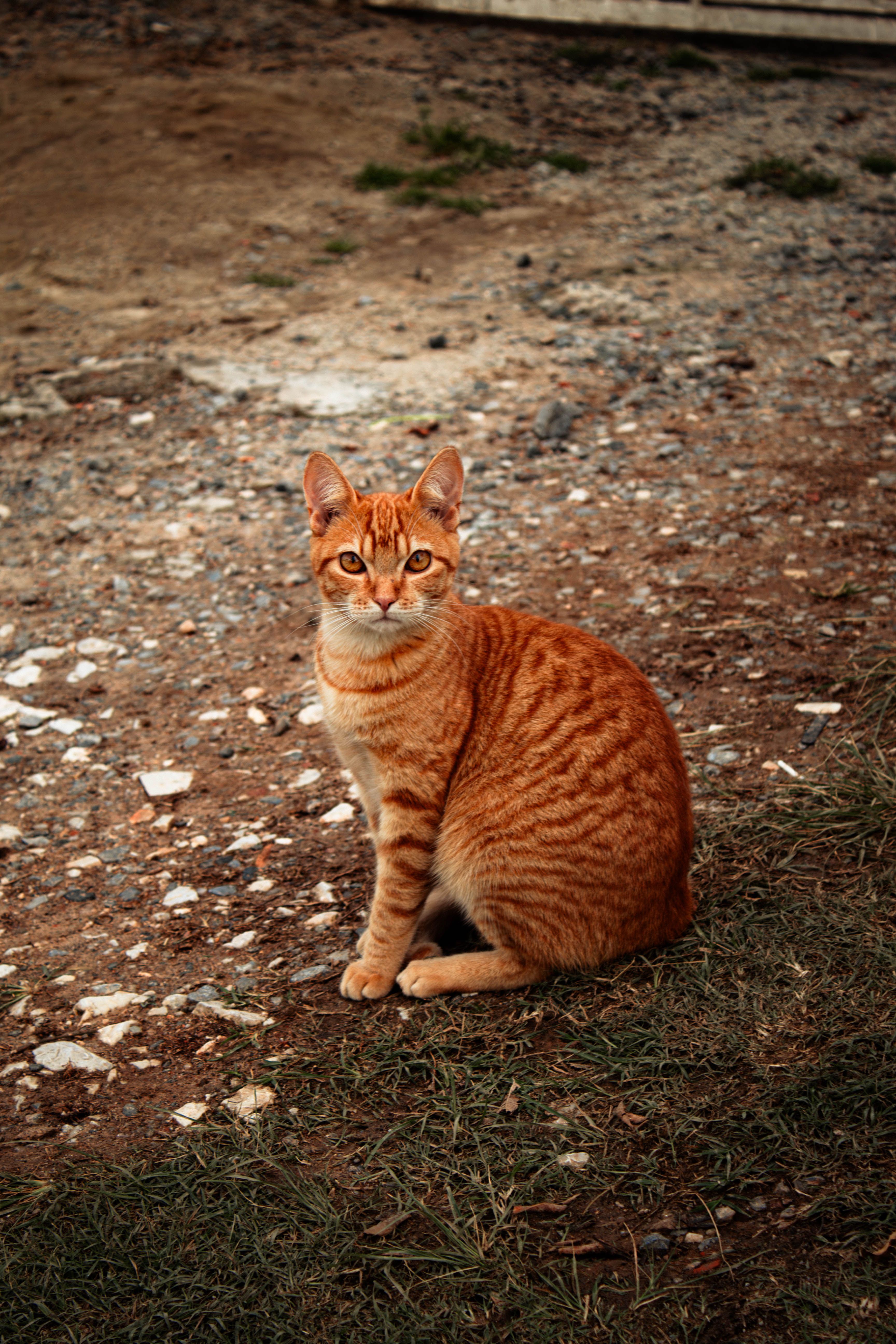 Orange Cat Sitting on Ground · Free Stock Photo