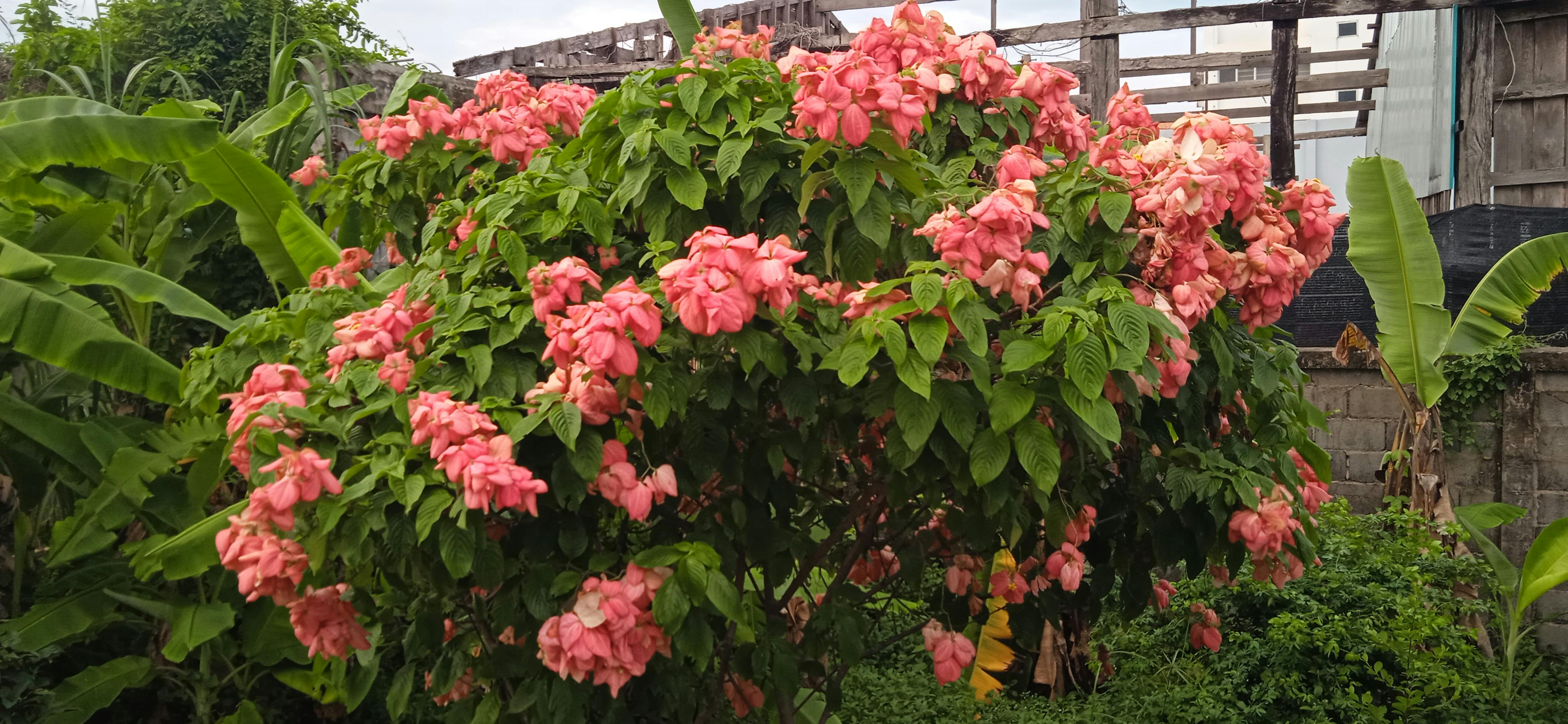 patcharee tangtiang — Фотография