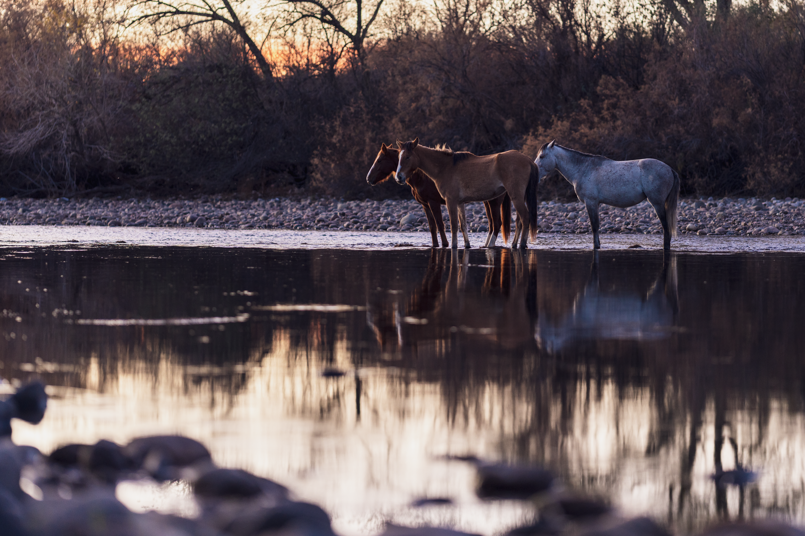 Arab Horses Photos, Download The BEST Free Arab Horses Stock Photos ...