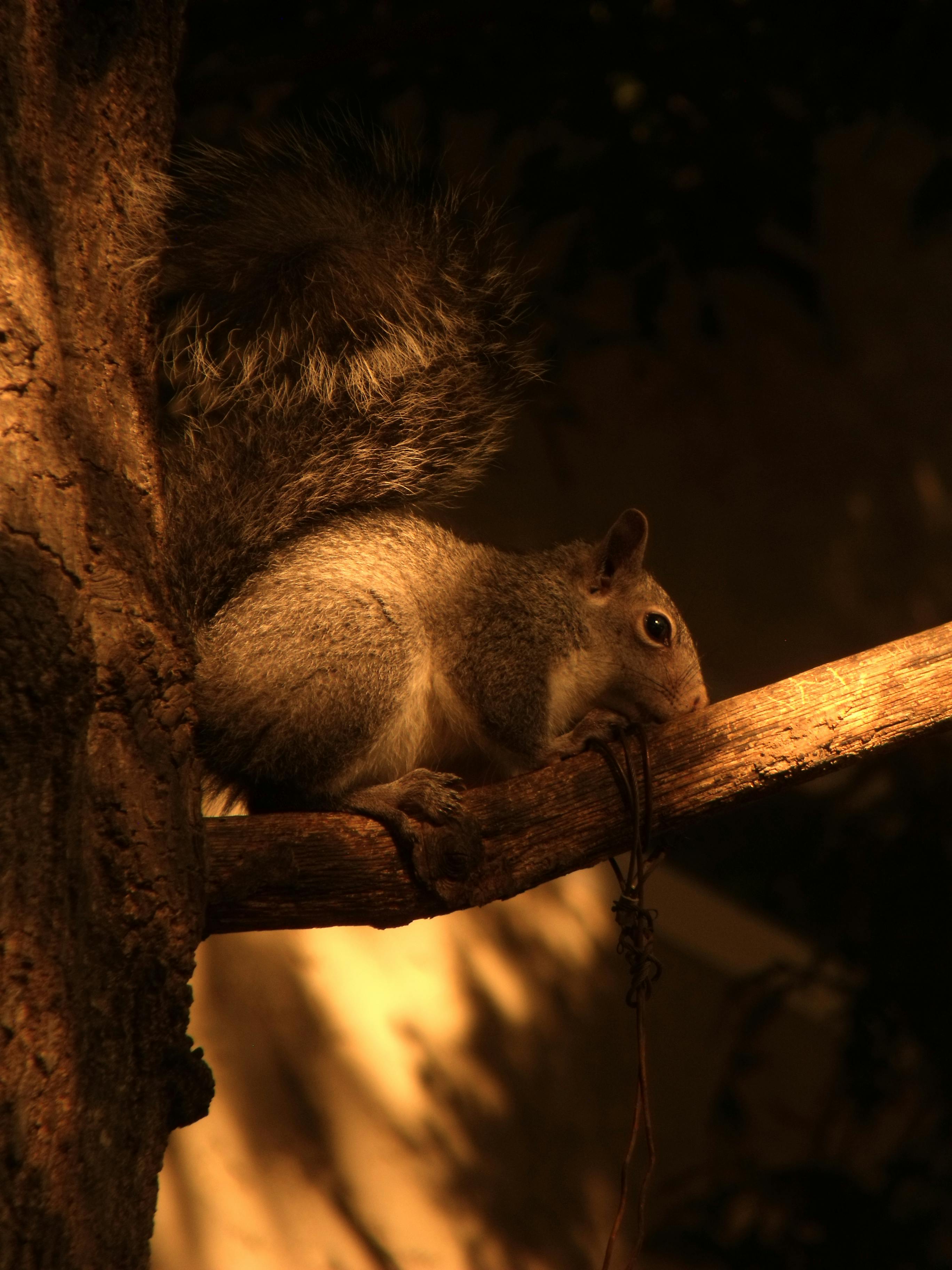 Cute Beez Photos, Download The BEST Free Cute Beez Stock Photos & HD Images