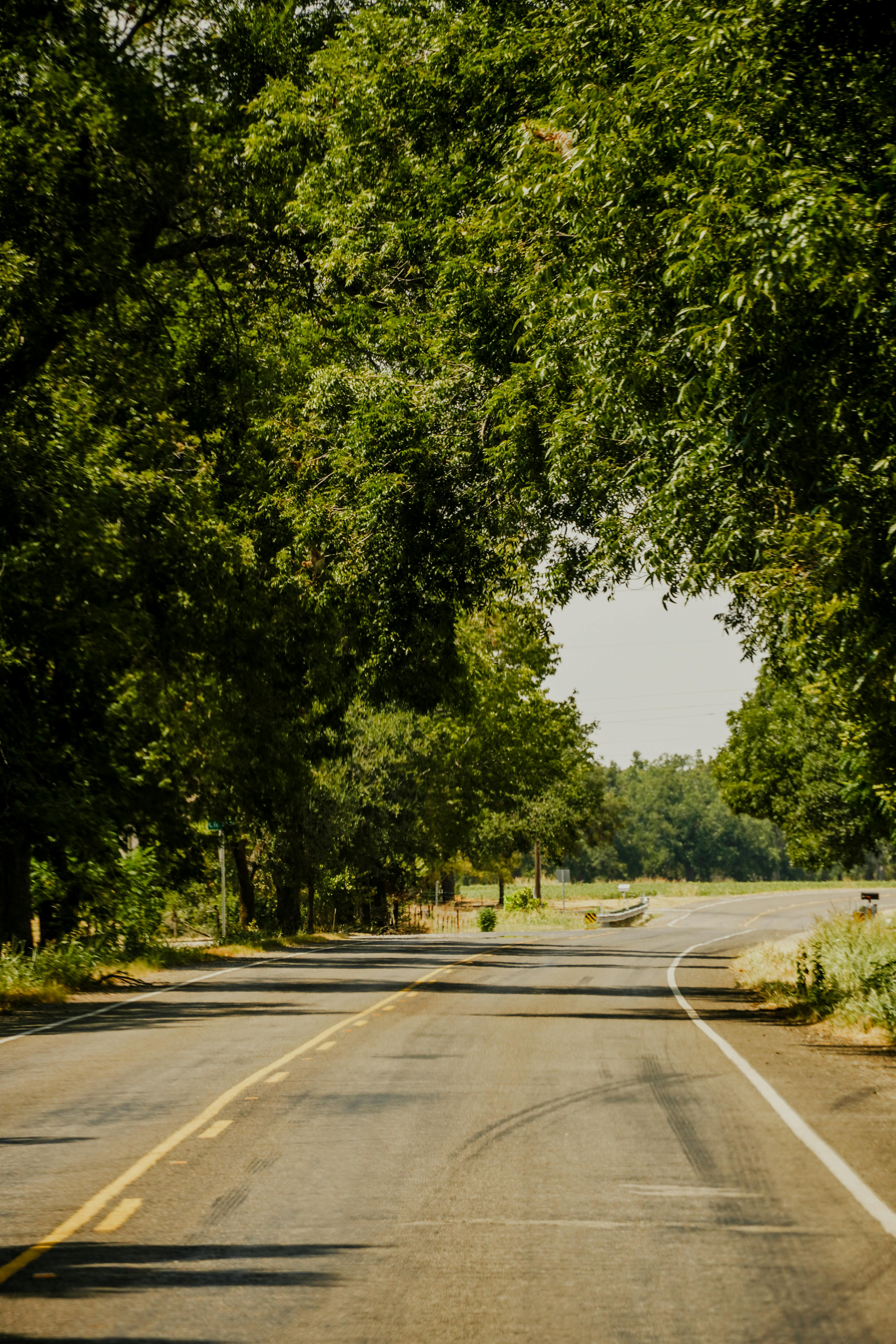 Asphalt Road between Trees · Free Stock Photo
